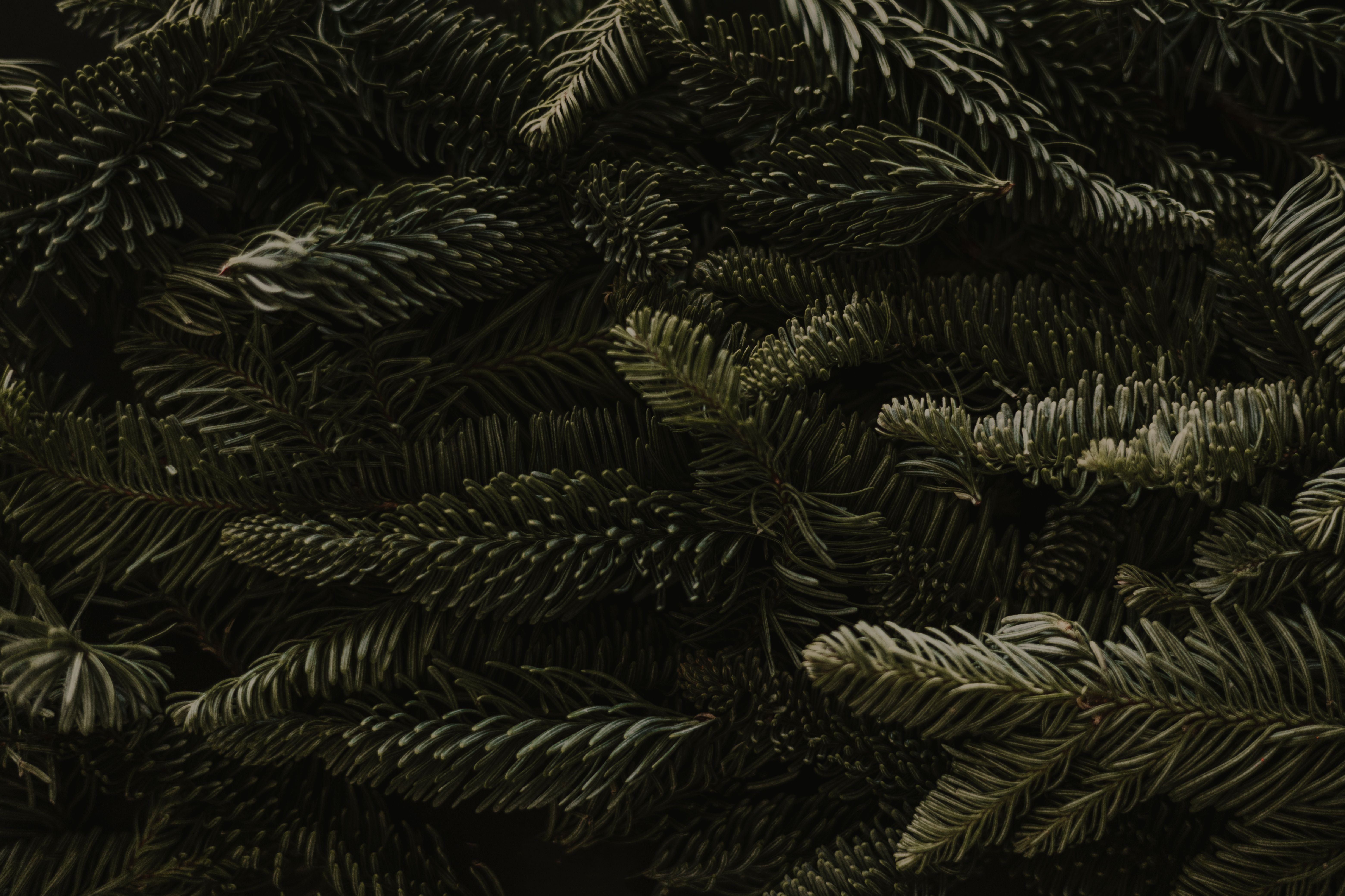A Bunch Of Needles Photos, Download The BEST Free A Bunch Of Needles ...