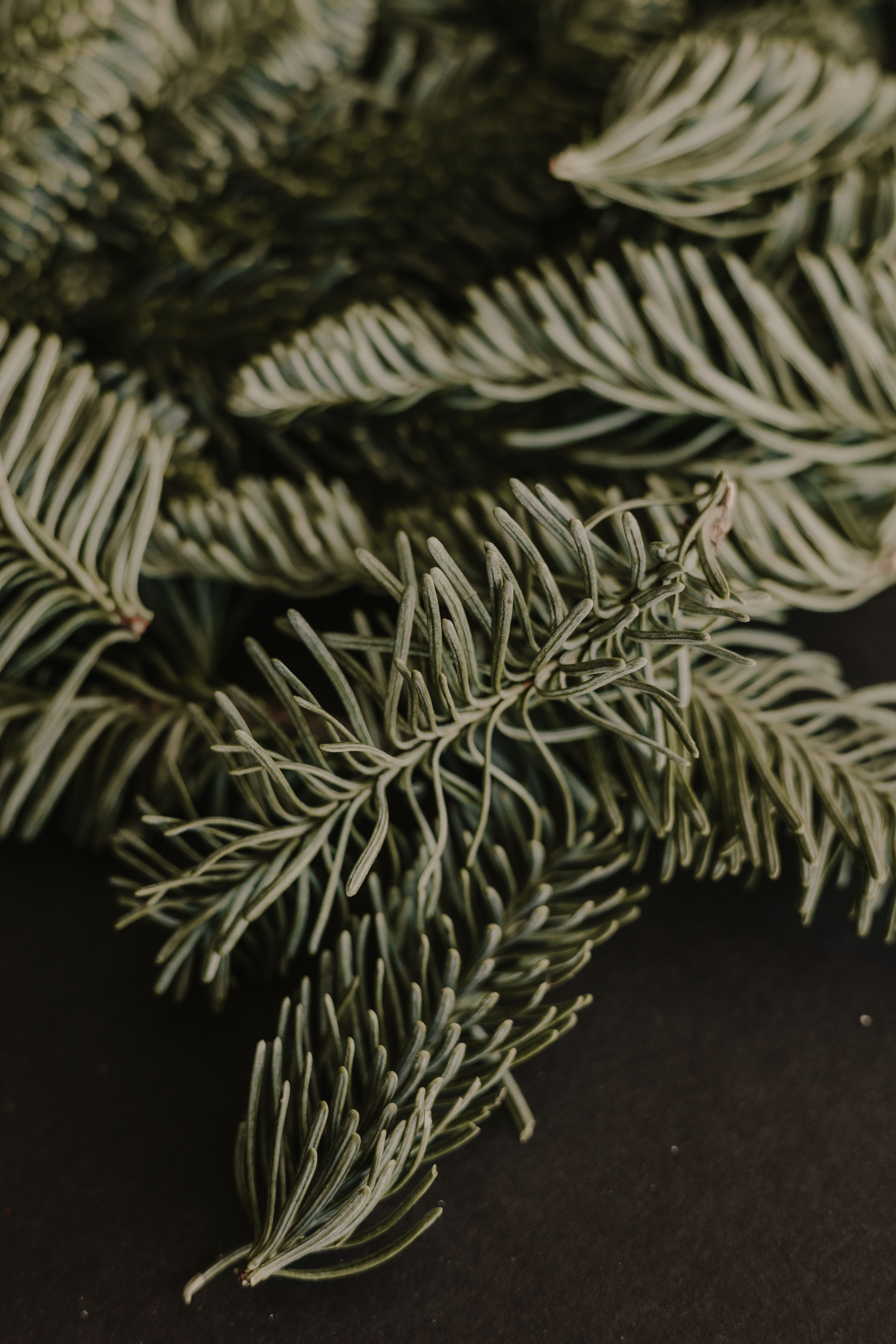 Close up of Evergreen Needles · Free Stock Photo