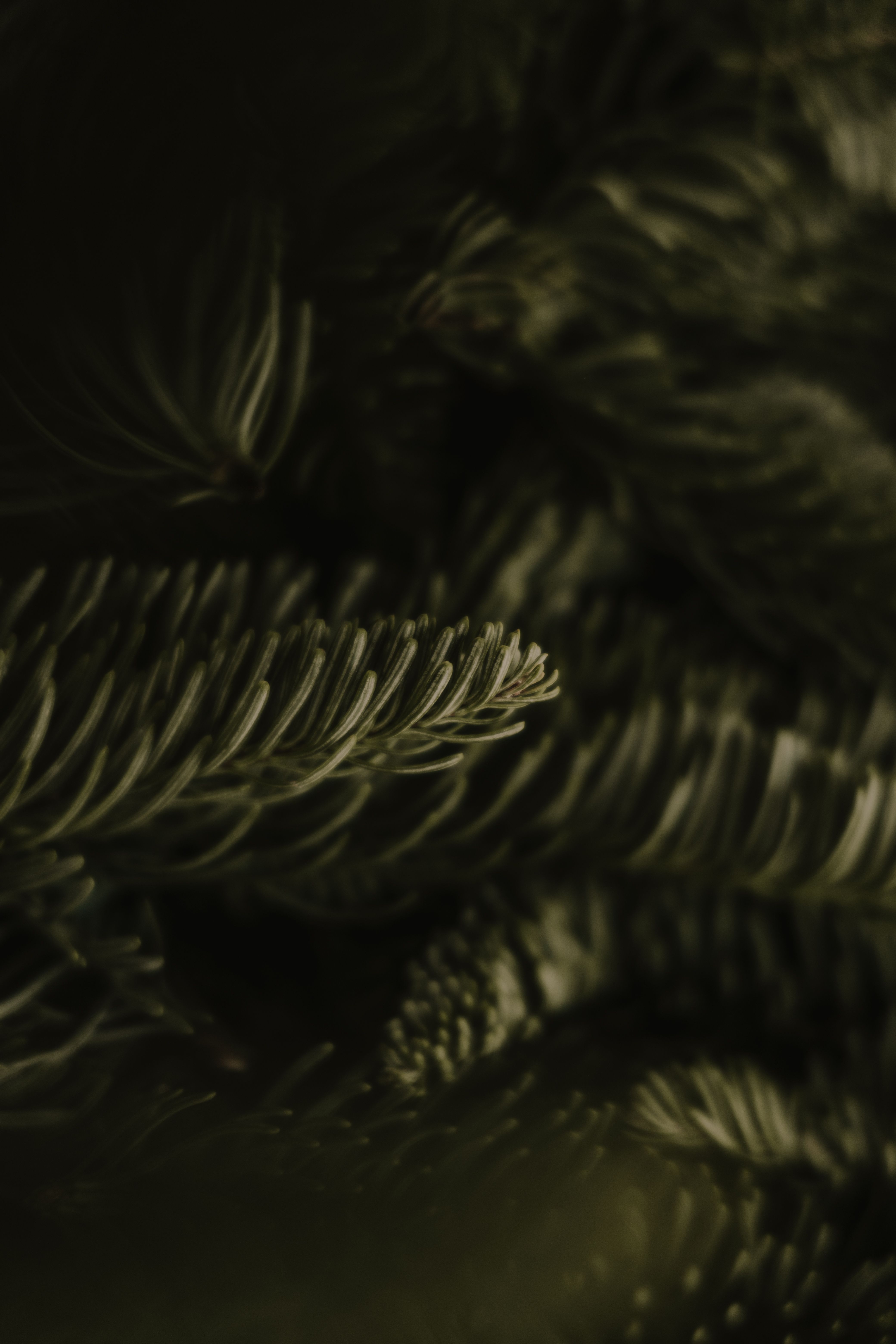 Green, Evergreen Needles · Free Stock Photo