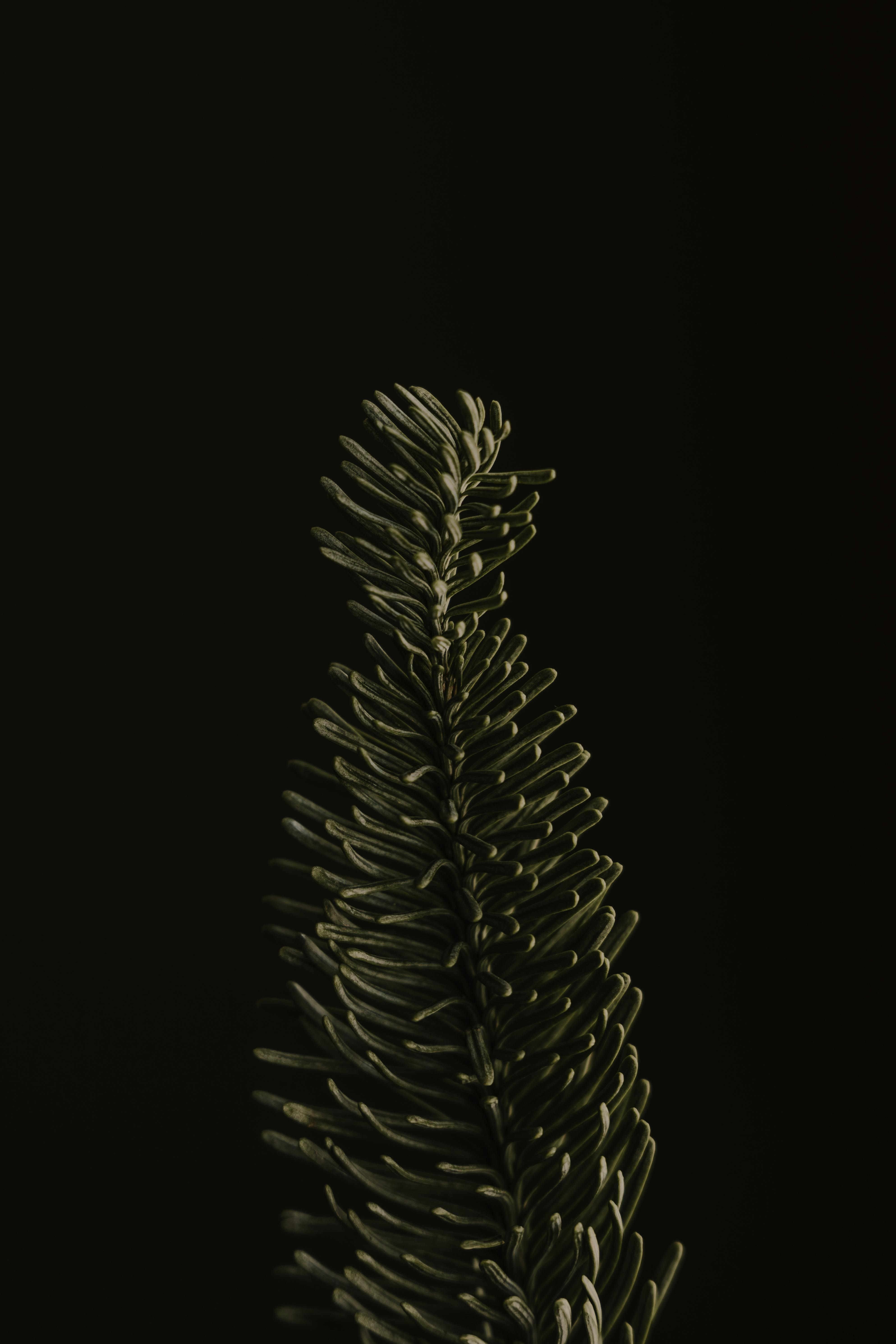 Conifer Tree Branches Dark Background · Free Stock Photo