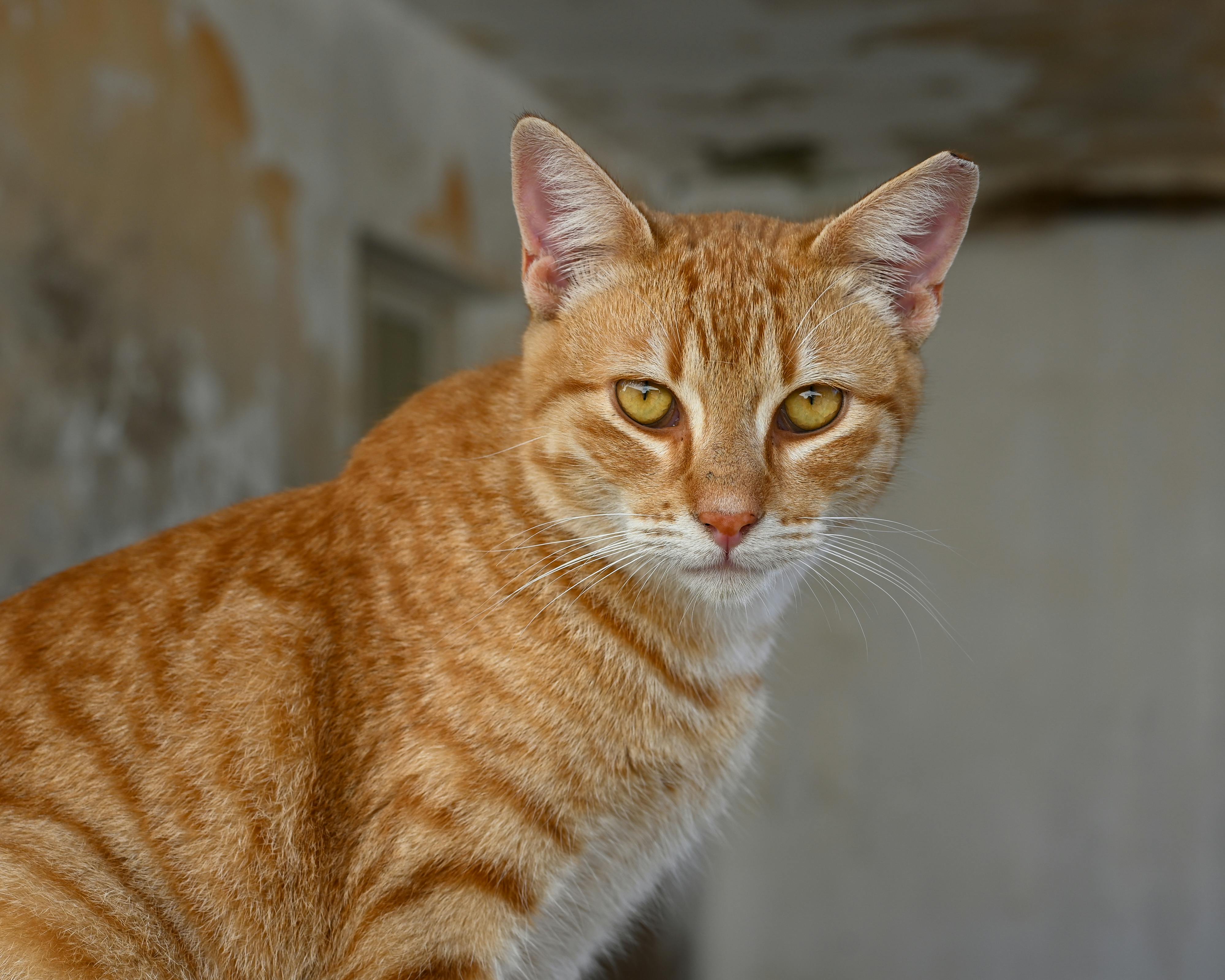Portrait of Ginger Cat · Free Stock Photo