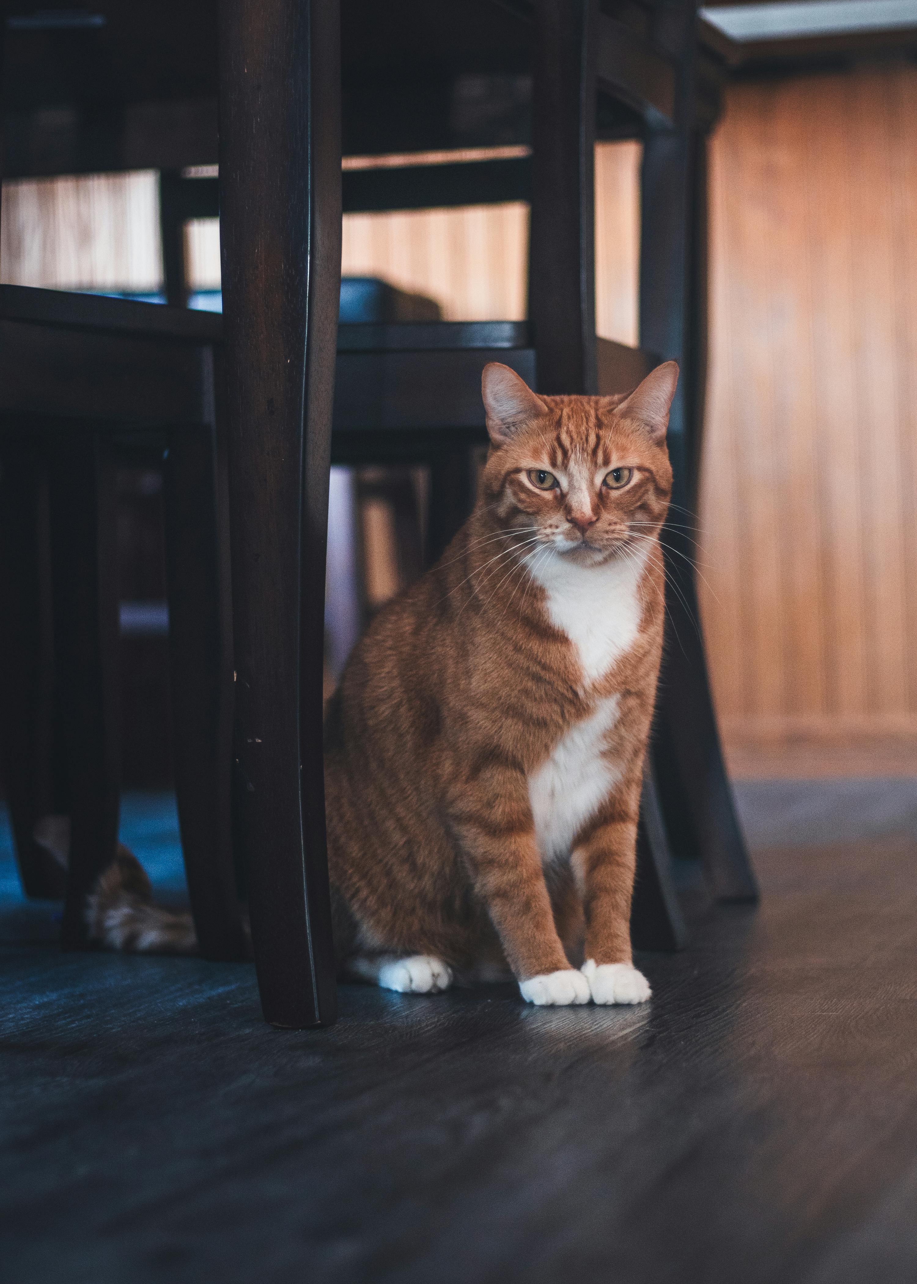 Red Cat Sitting under the Table · Free Stock Photo