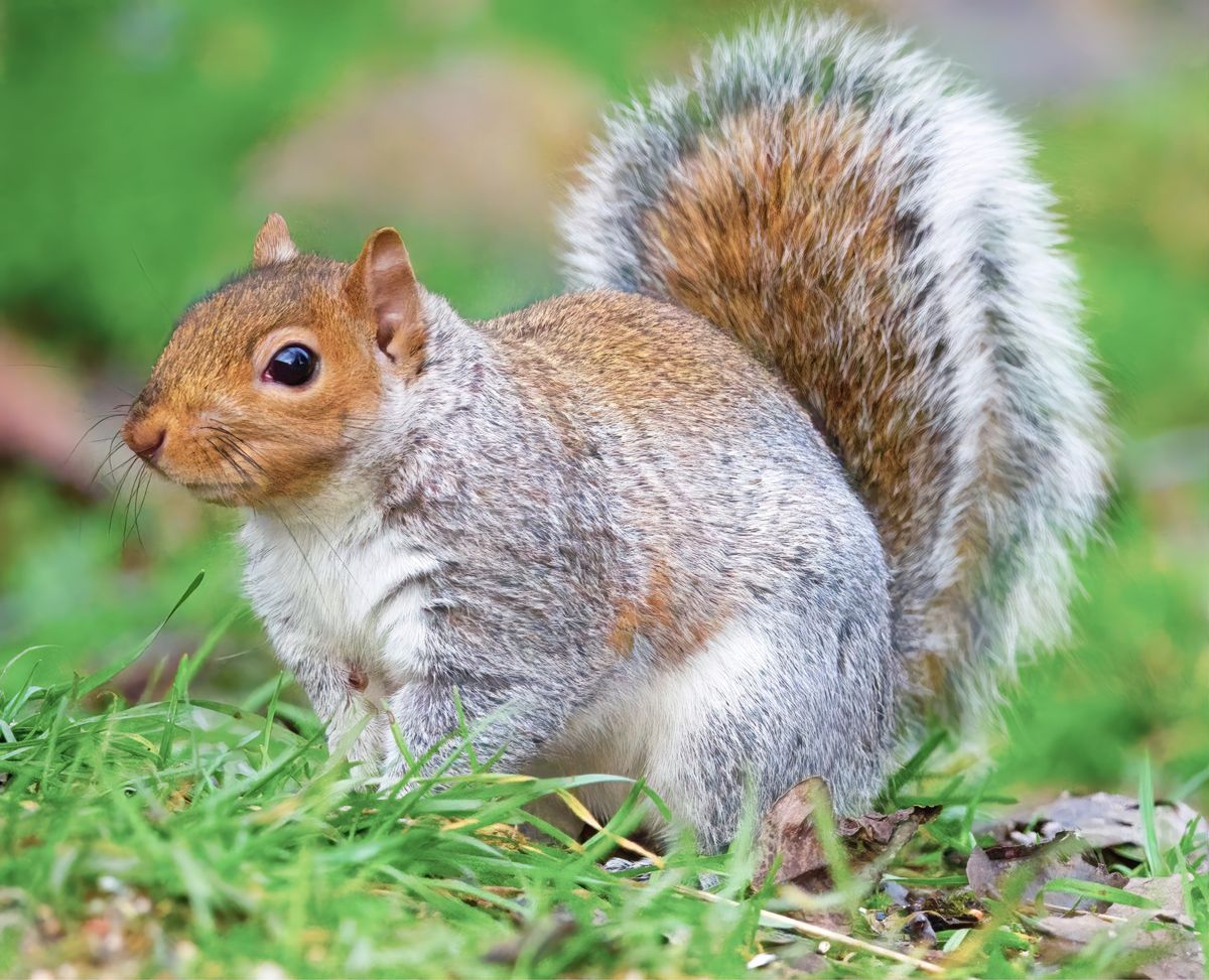 Average Life Span Of A Squirrel