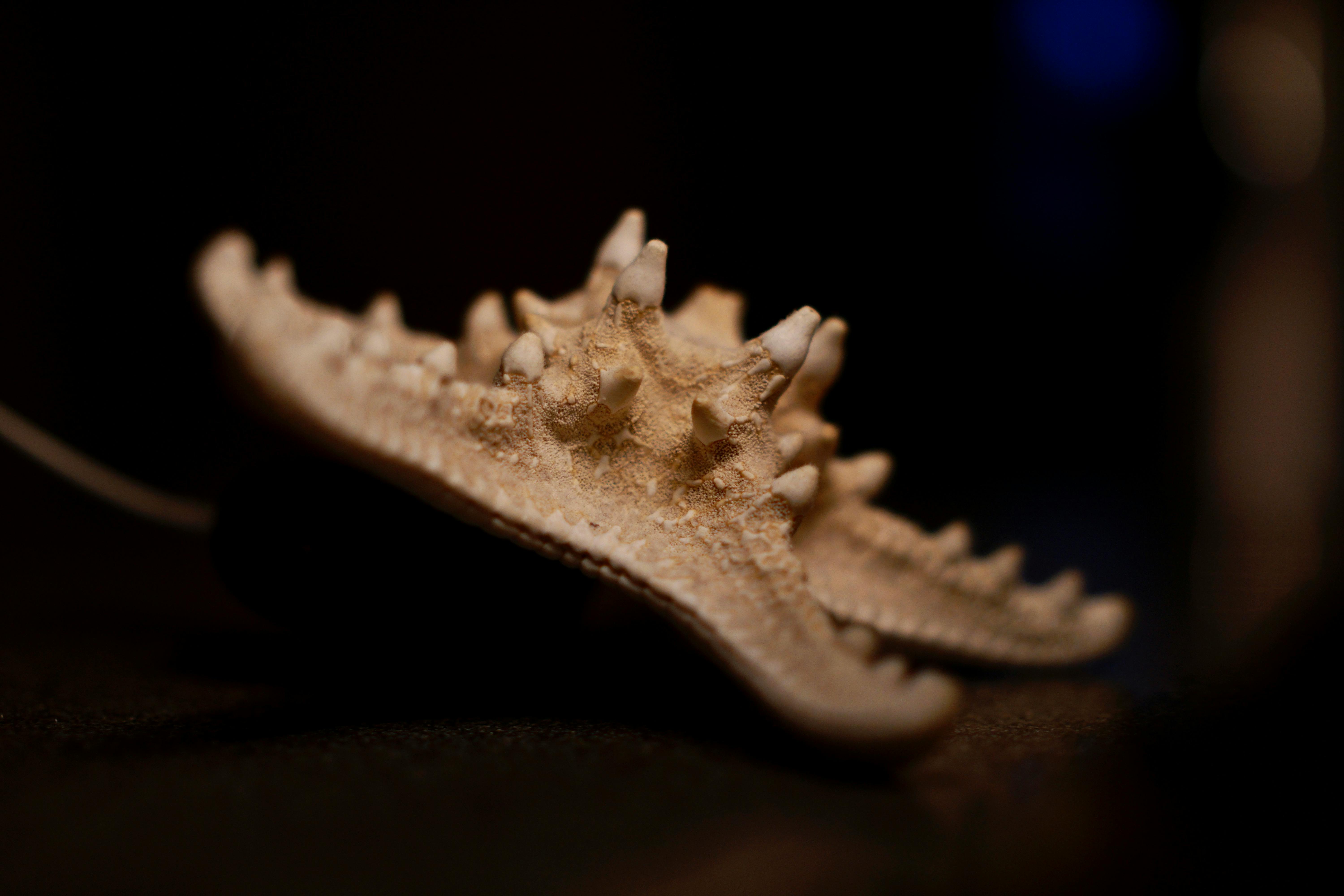 Eric Joseph - Photography