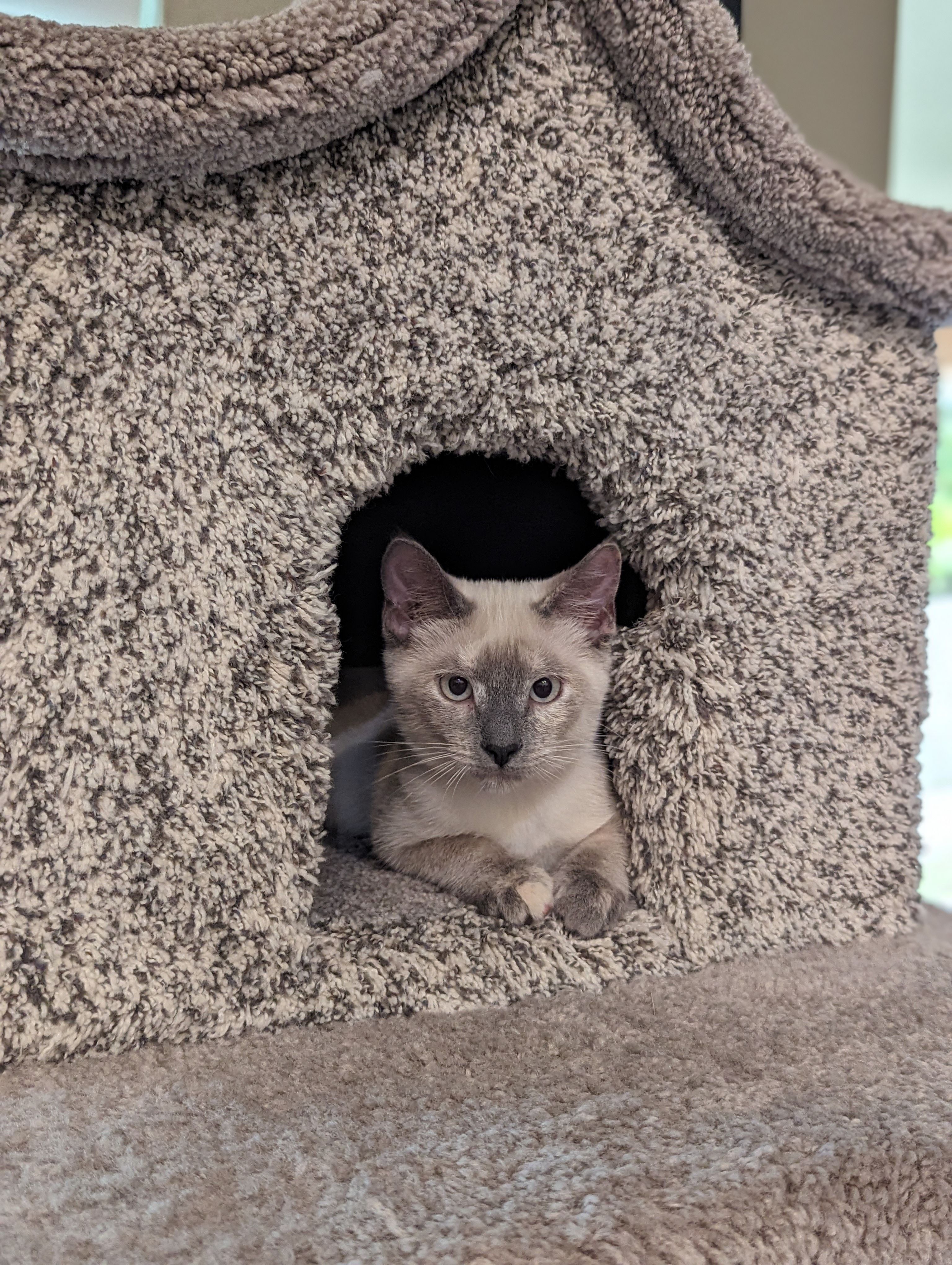 A Cat Lying in a Cat Bed · Free Stock Photo