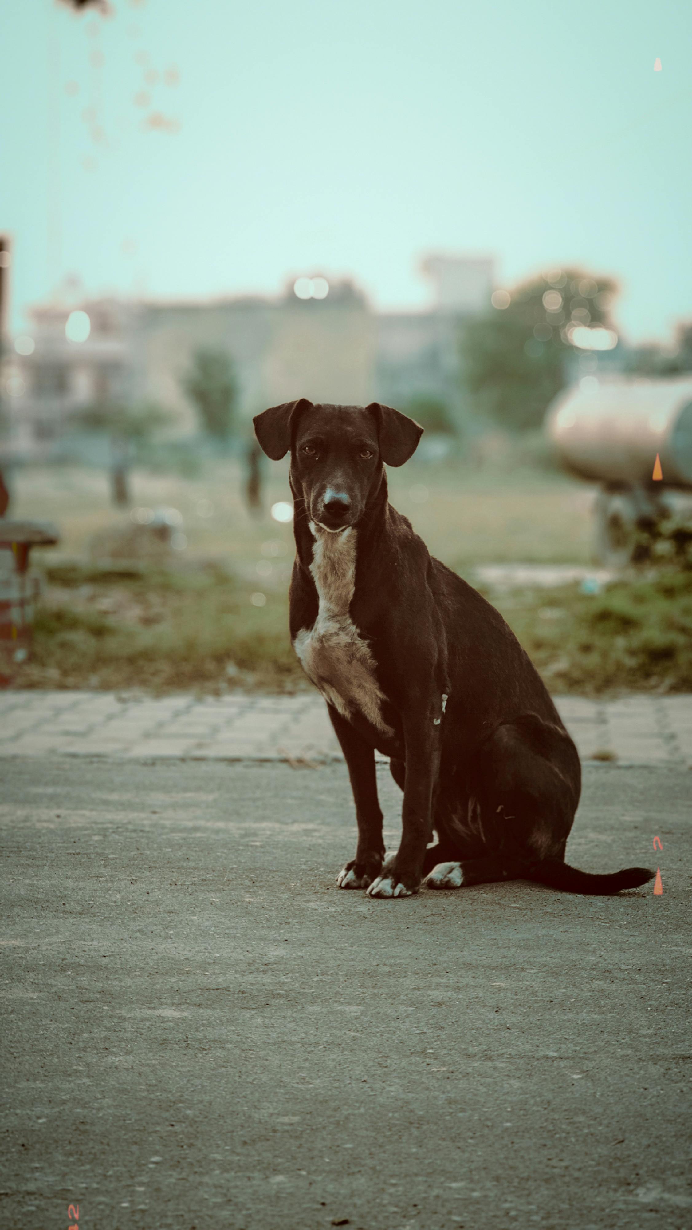 Dog Sitting Photos, Download The BEST Free Dog Sitting Stock Photos ...