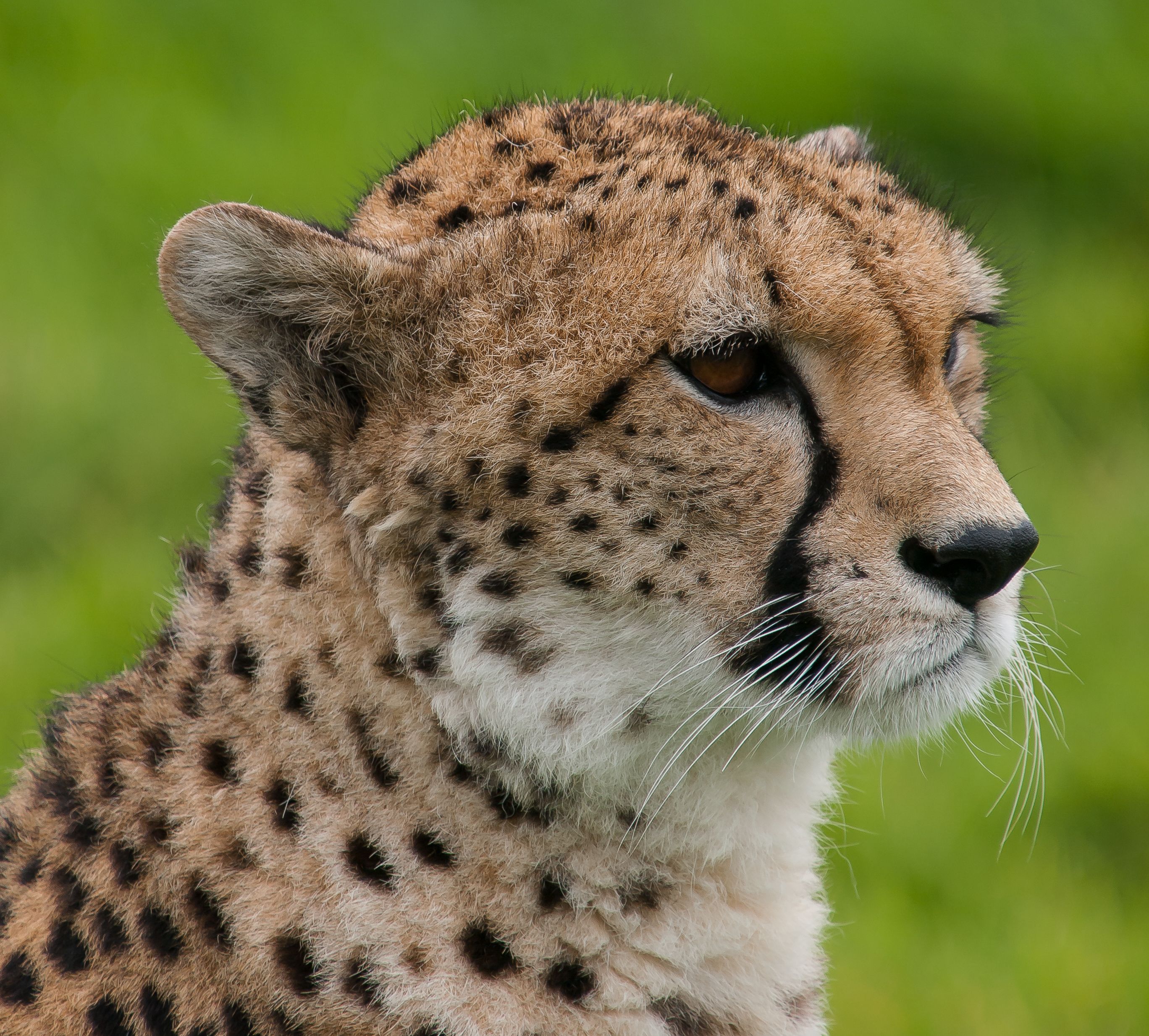 Adult Cheetah · Free Stock Photo
