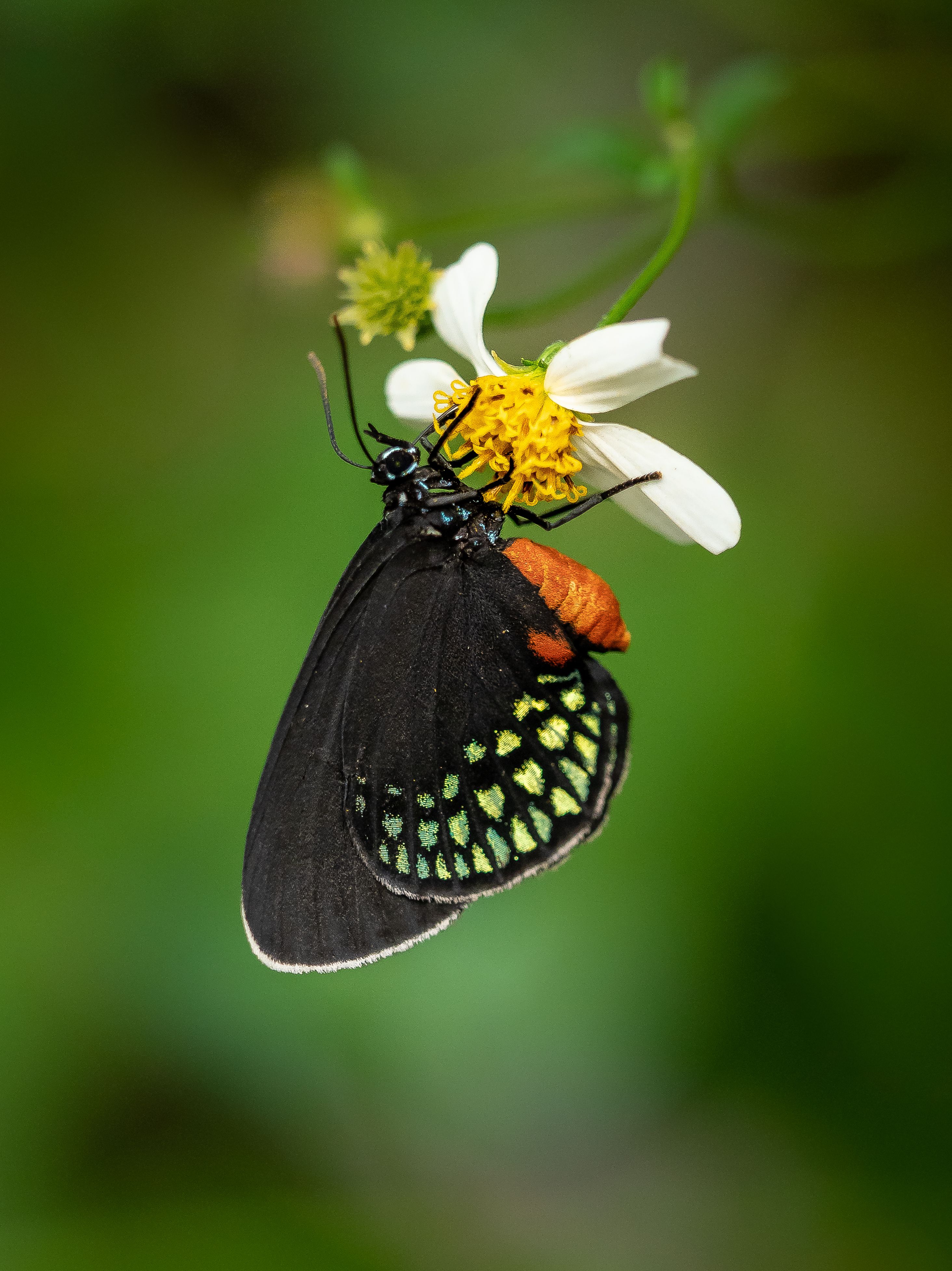 Atala Butterfly on Flower · Free Stock Photo