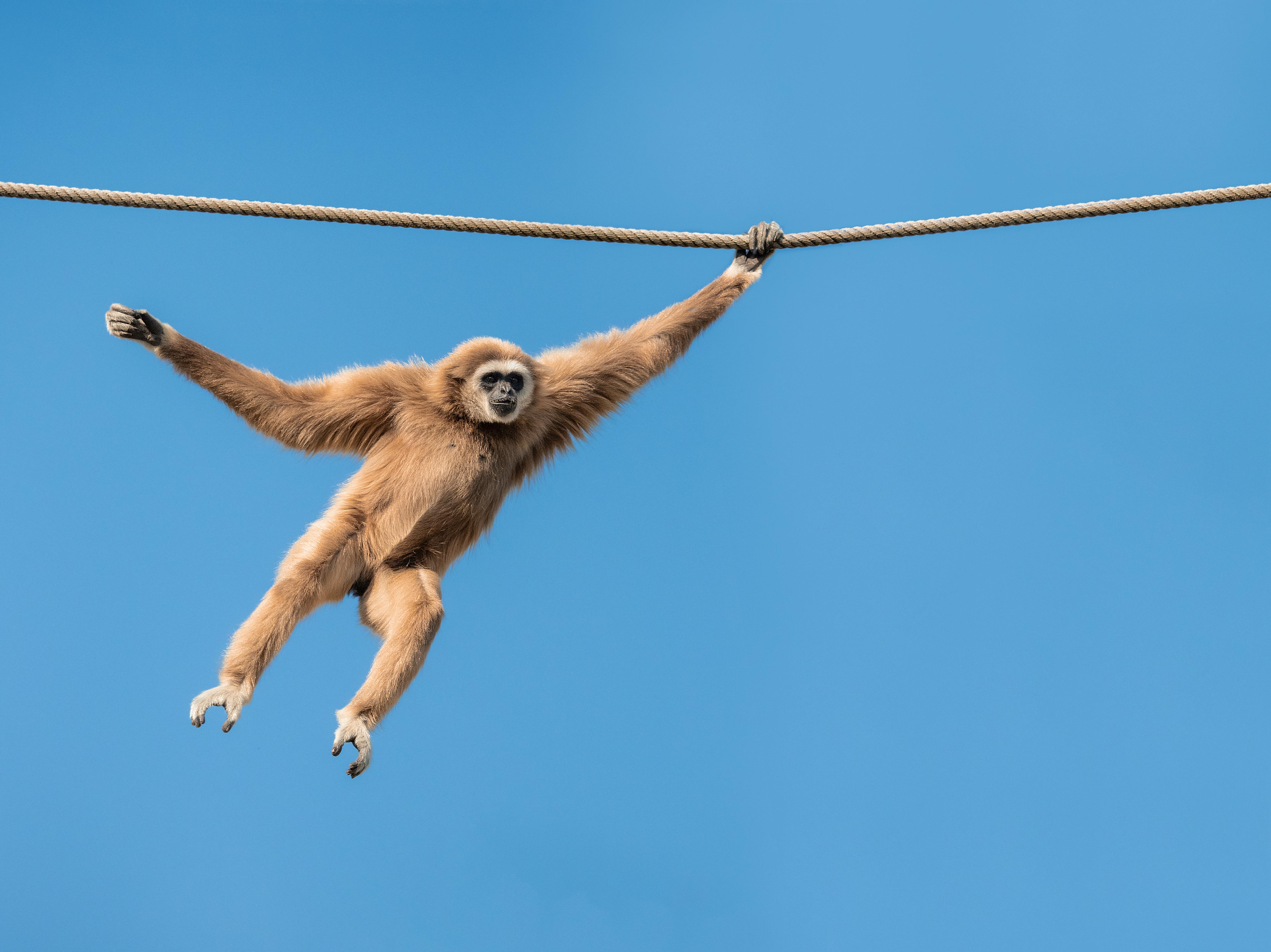 Monkey Hanging Photos, Download The BEST Free Monkey Hanging Stock ...