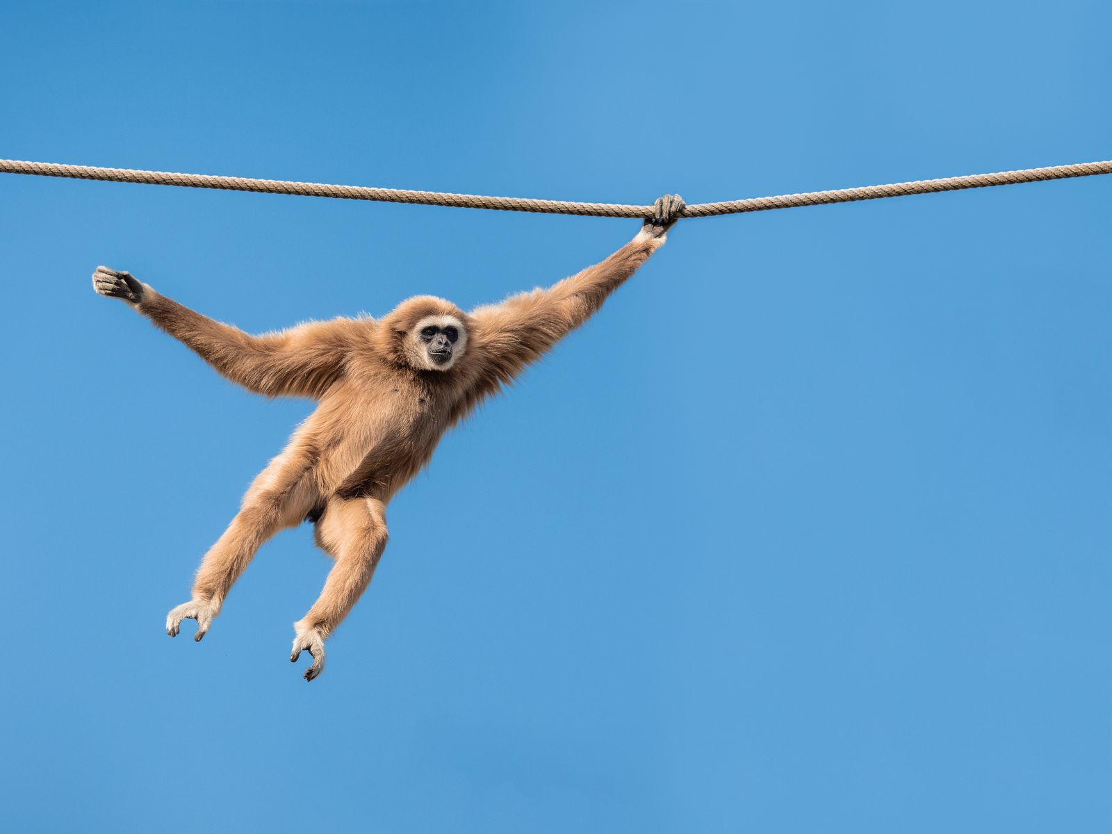Monkey Holding Box Images Photos, Download The BEST Free Monkey Holding ...