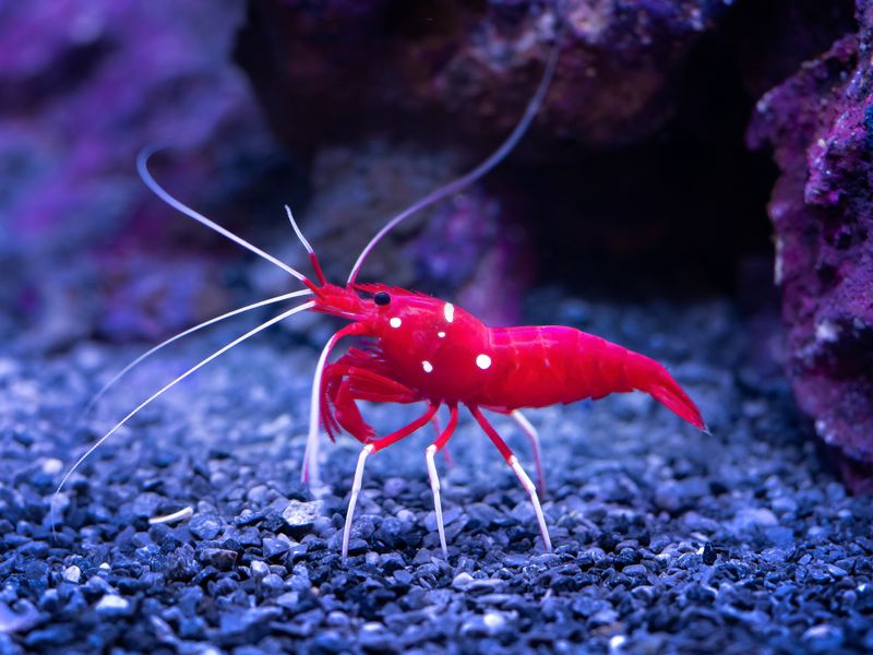 Shrimp Ocean Photos, Download The BEST Free Shrimp Ocean Stock Photos ...