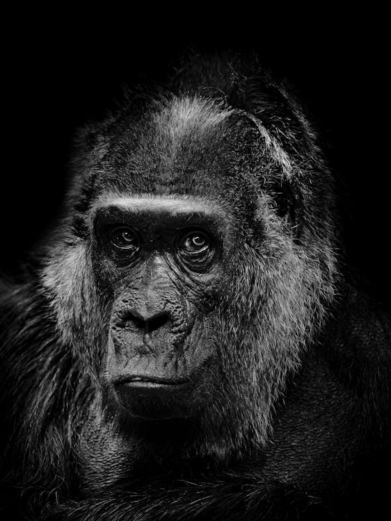 Gorilla Portrait in Black and White · Free Stock Photo Gorilla Portrait in Black and White · Free Stock Photo