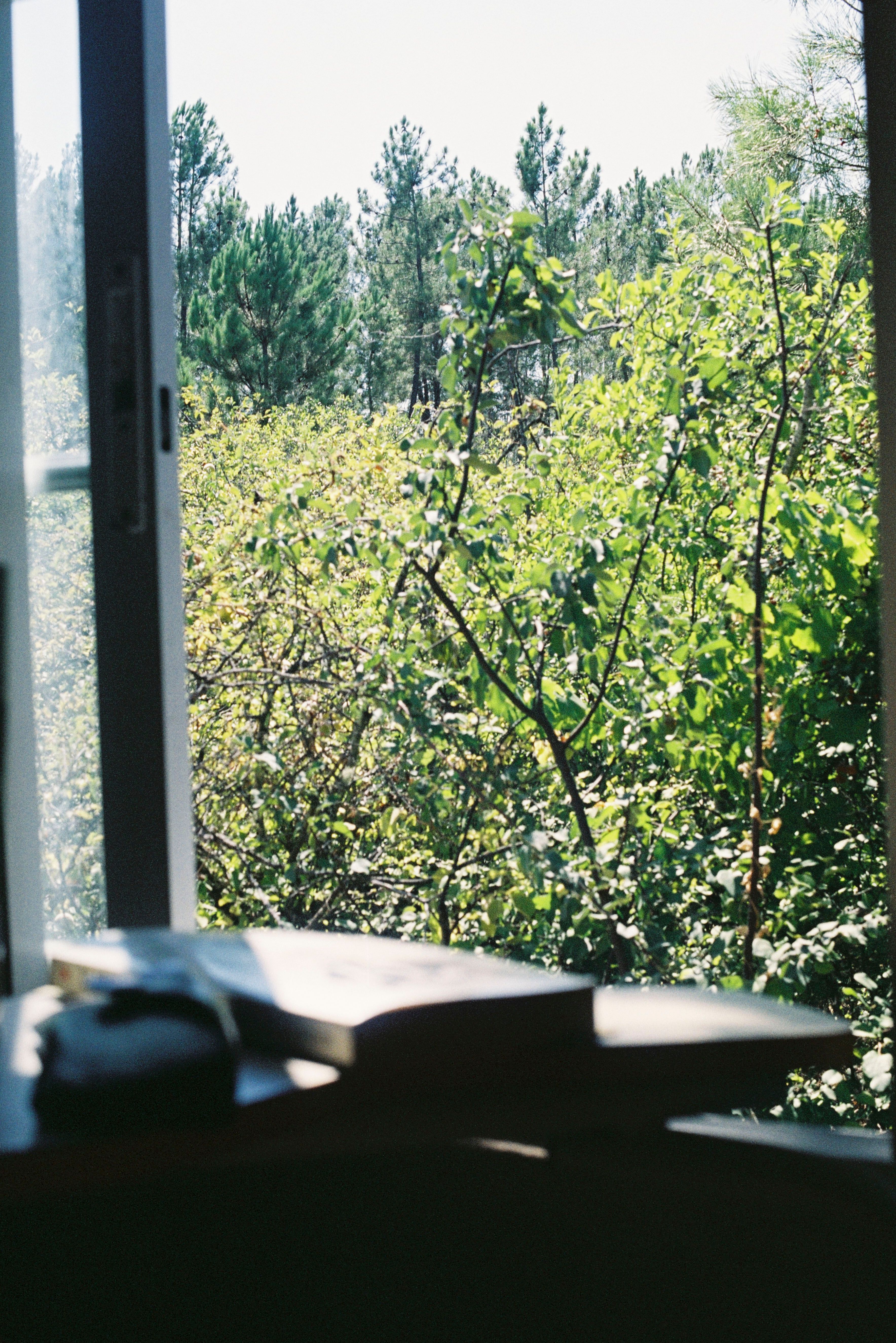 Trees behind Window · Free Stock Photo