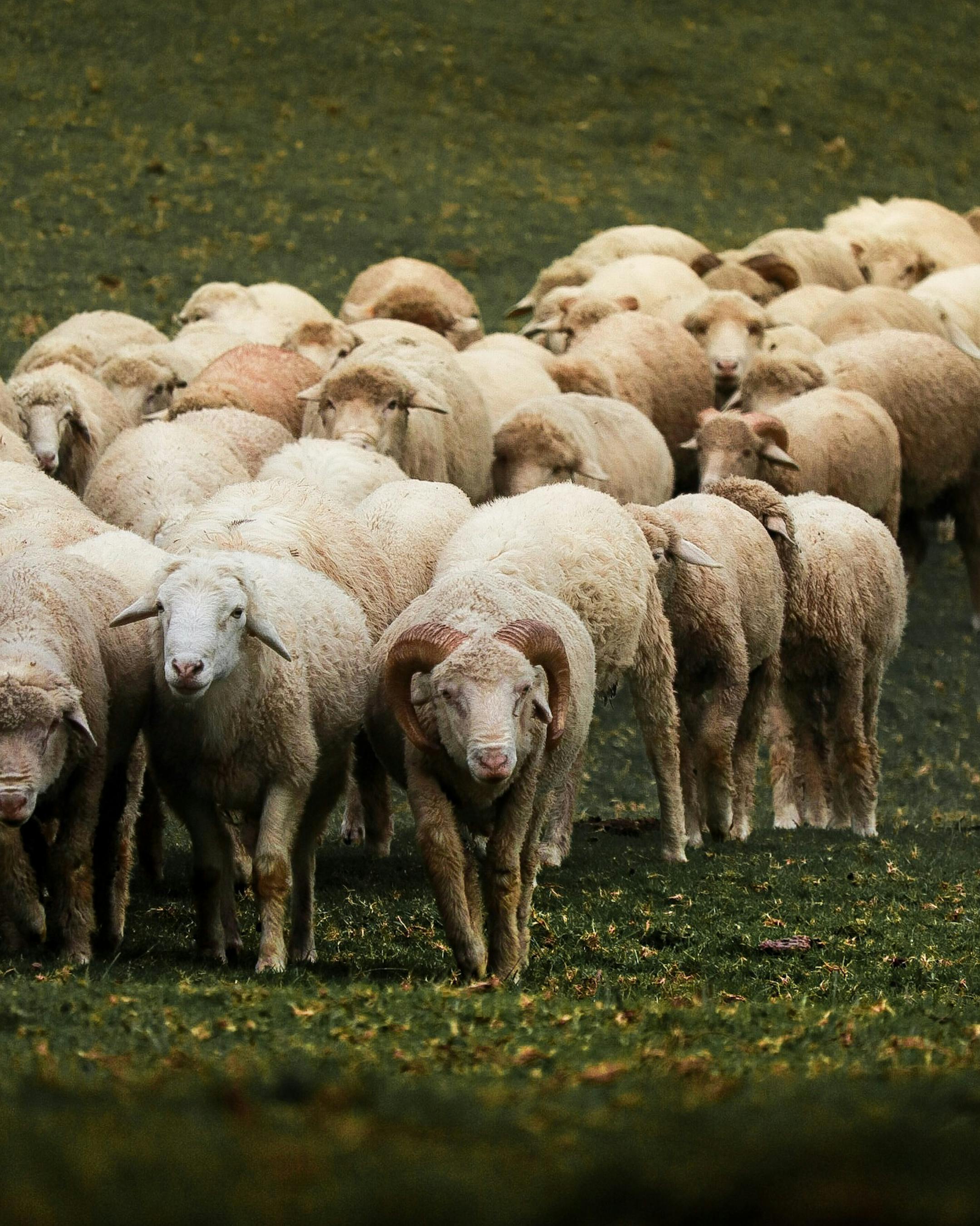 A Flock of Sheep on a Pasture · Free Stock Photo
