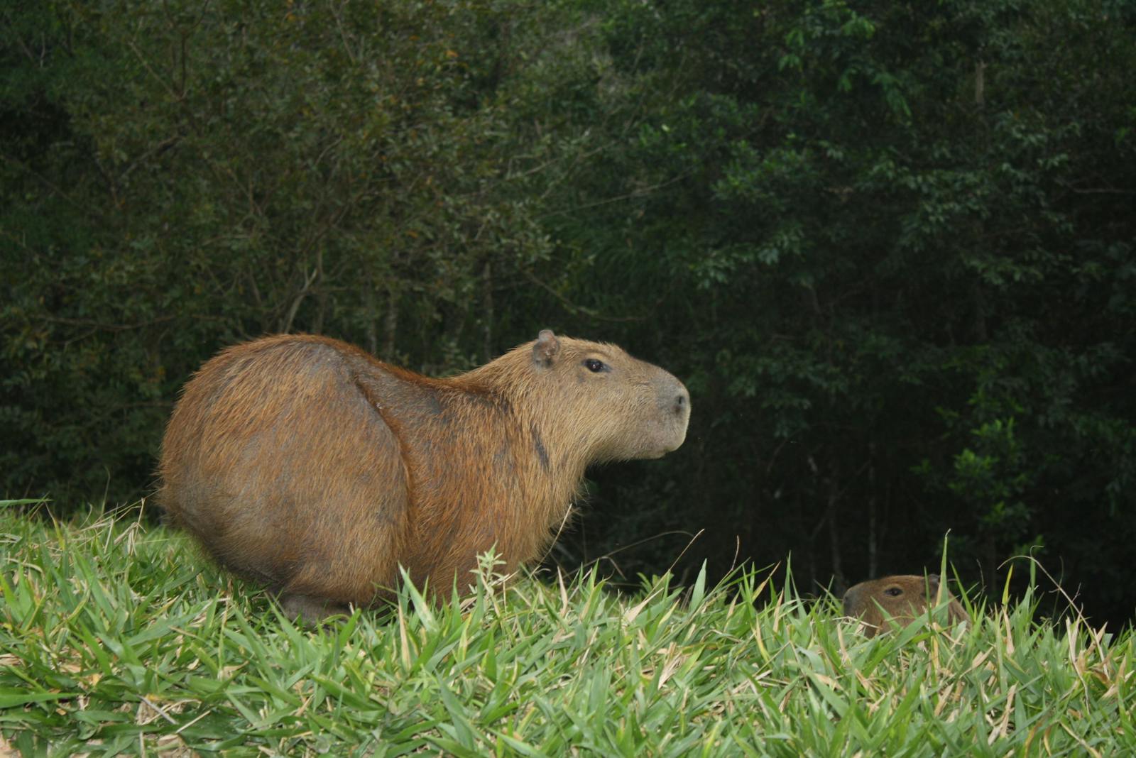 Capybara Profile Photos, Download The BEST Free Capybara Profile Stock ...