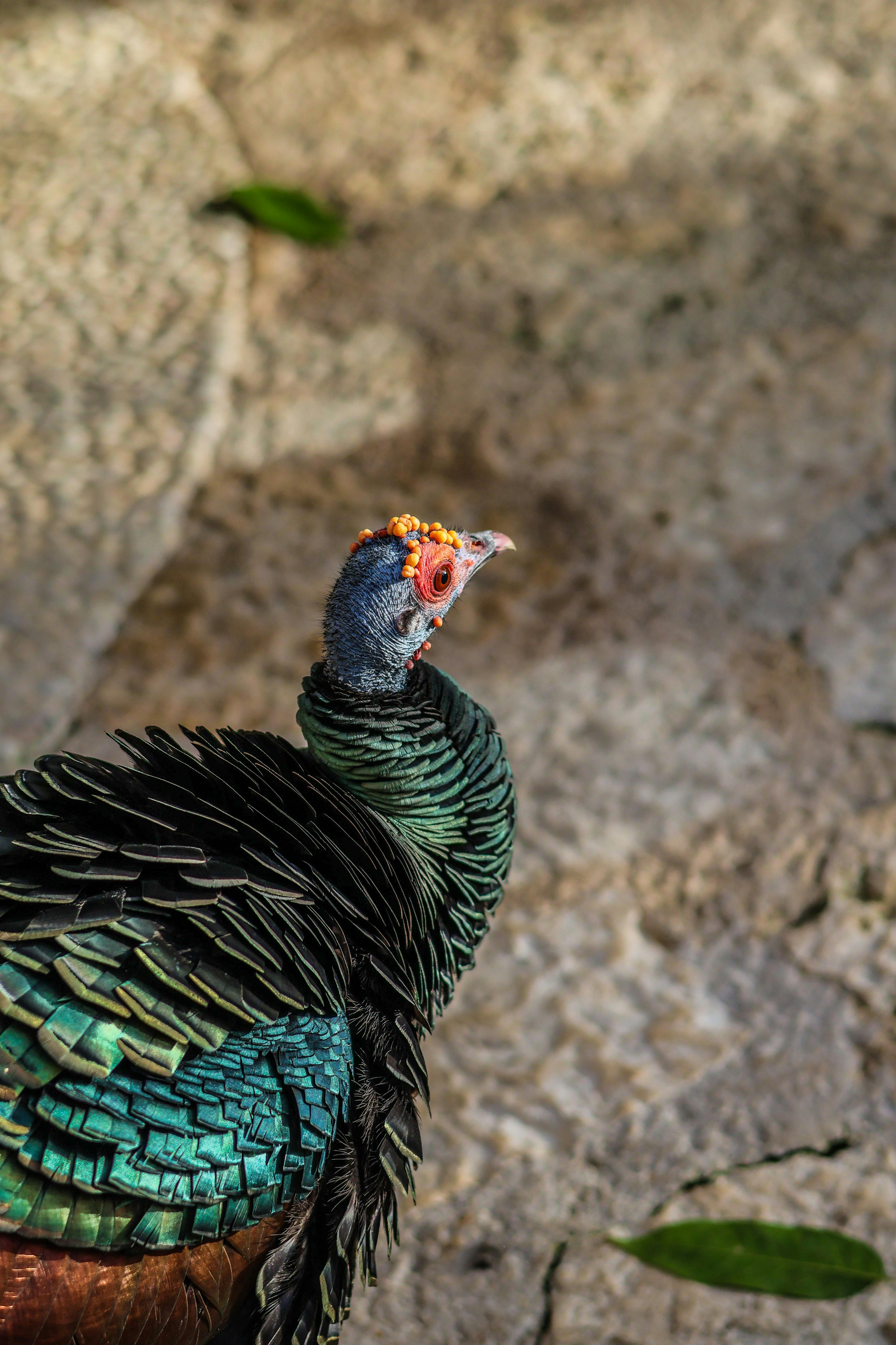 Ocellated Turkey Bird · Free Stock Photo