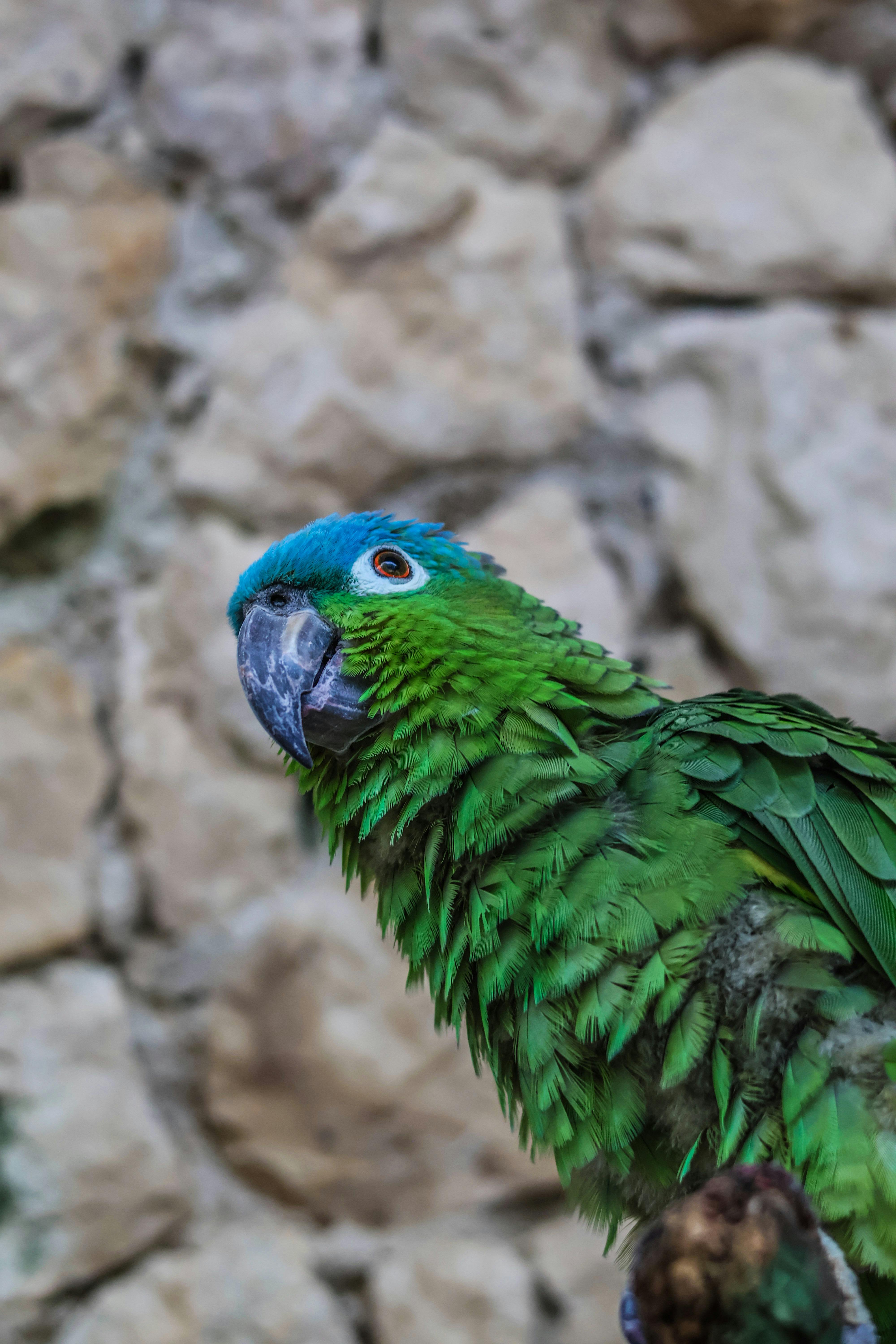 Blue and Green Parrot Standing on a Tree Branch · Free Stock Photo