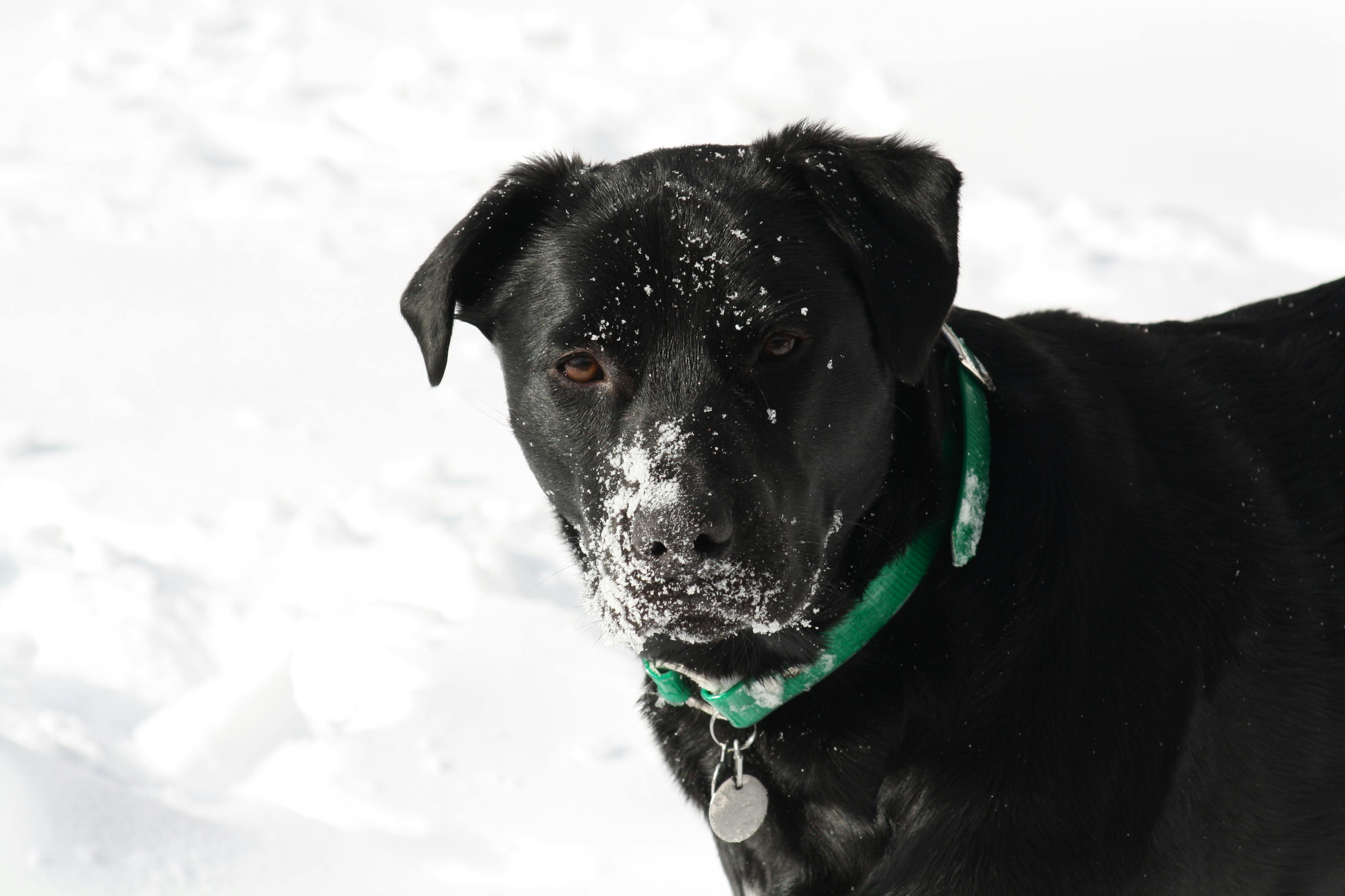 Oude A Pet Photos, Download The BEST Free Oude A Pet Stock Photos & HD ...