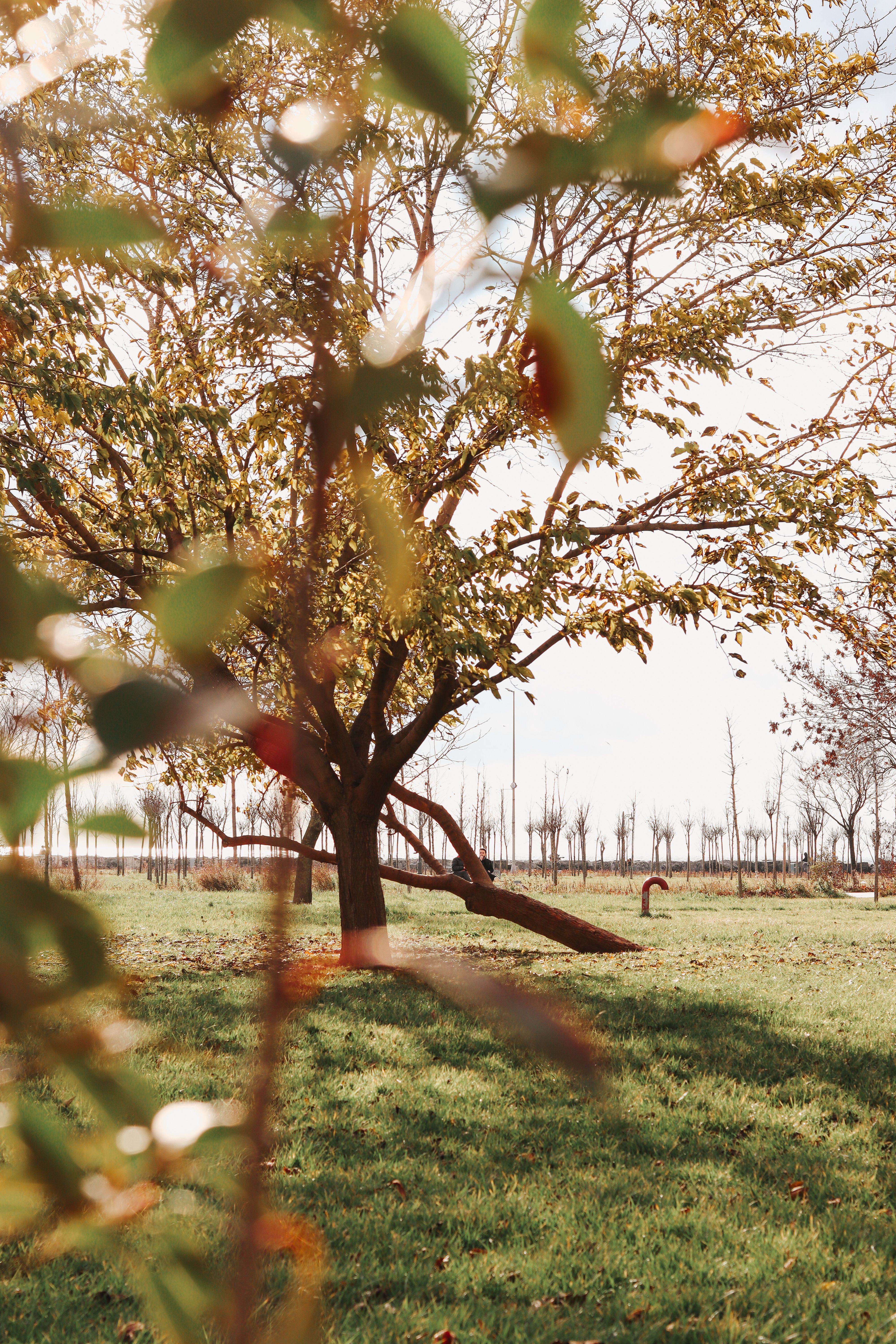 Tree in Middle of Garden · Free Stock Photo