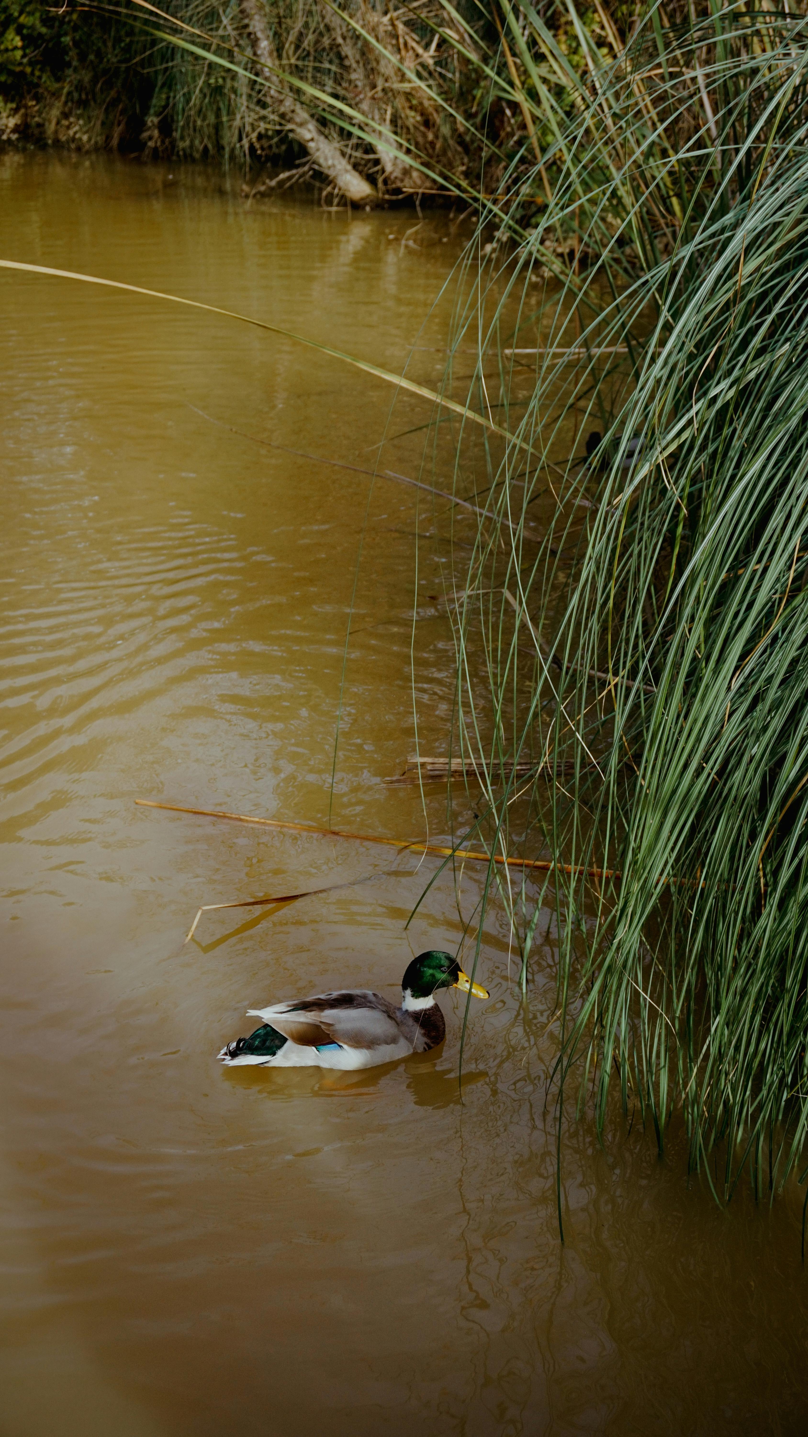 Mallard Duck Swimming in a Pond · Free Stock Photo