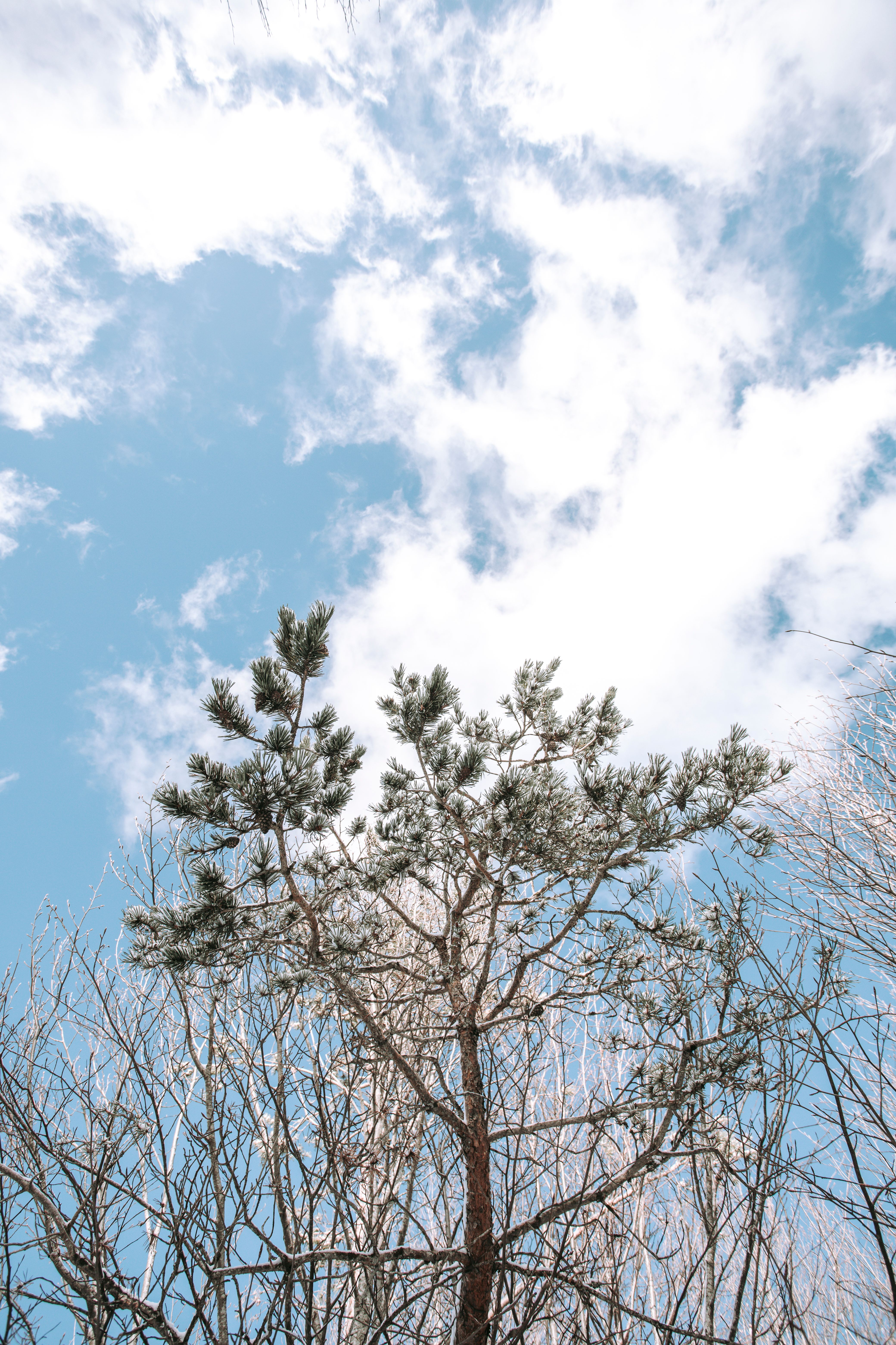 Zoom Of Tree Photos, Download The BEST Free Zoom Of Tree Stock Photos ...