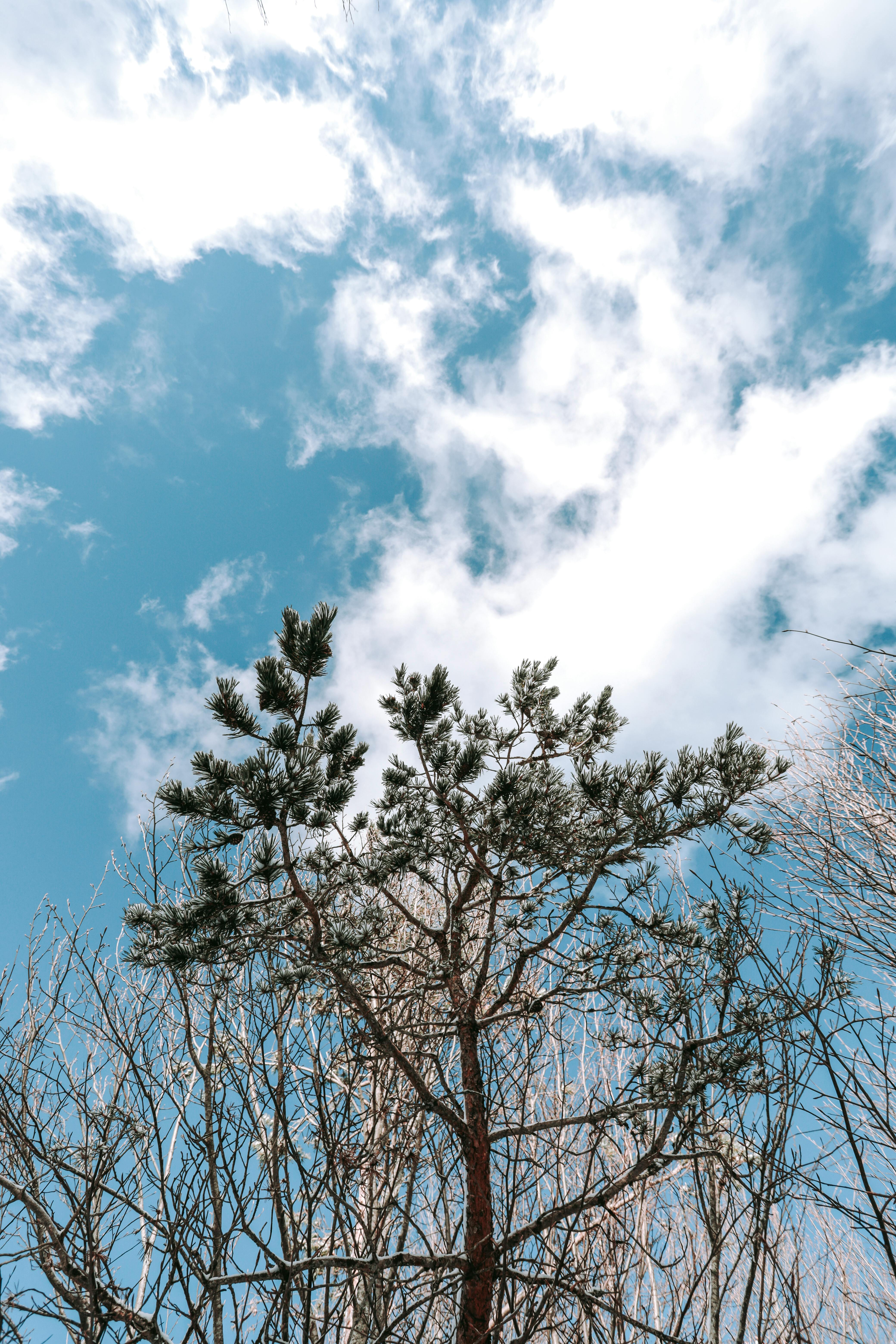 Taiwan Red Pine · Free Stock Photo