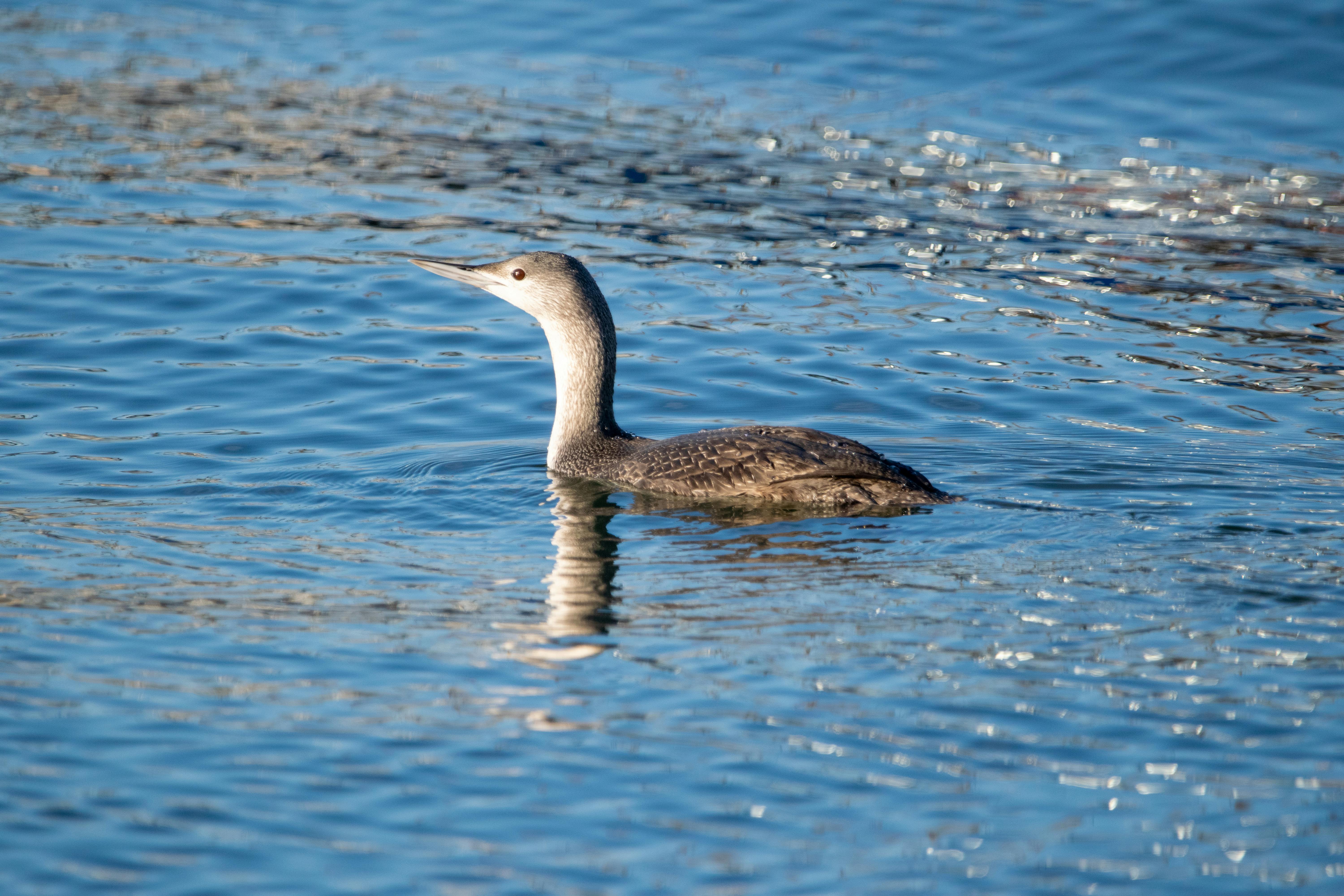Female Red Throated Loon Swimming · Free Stock Photo