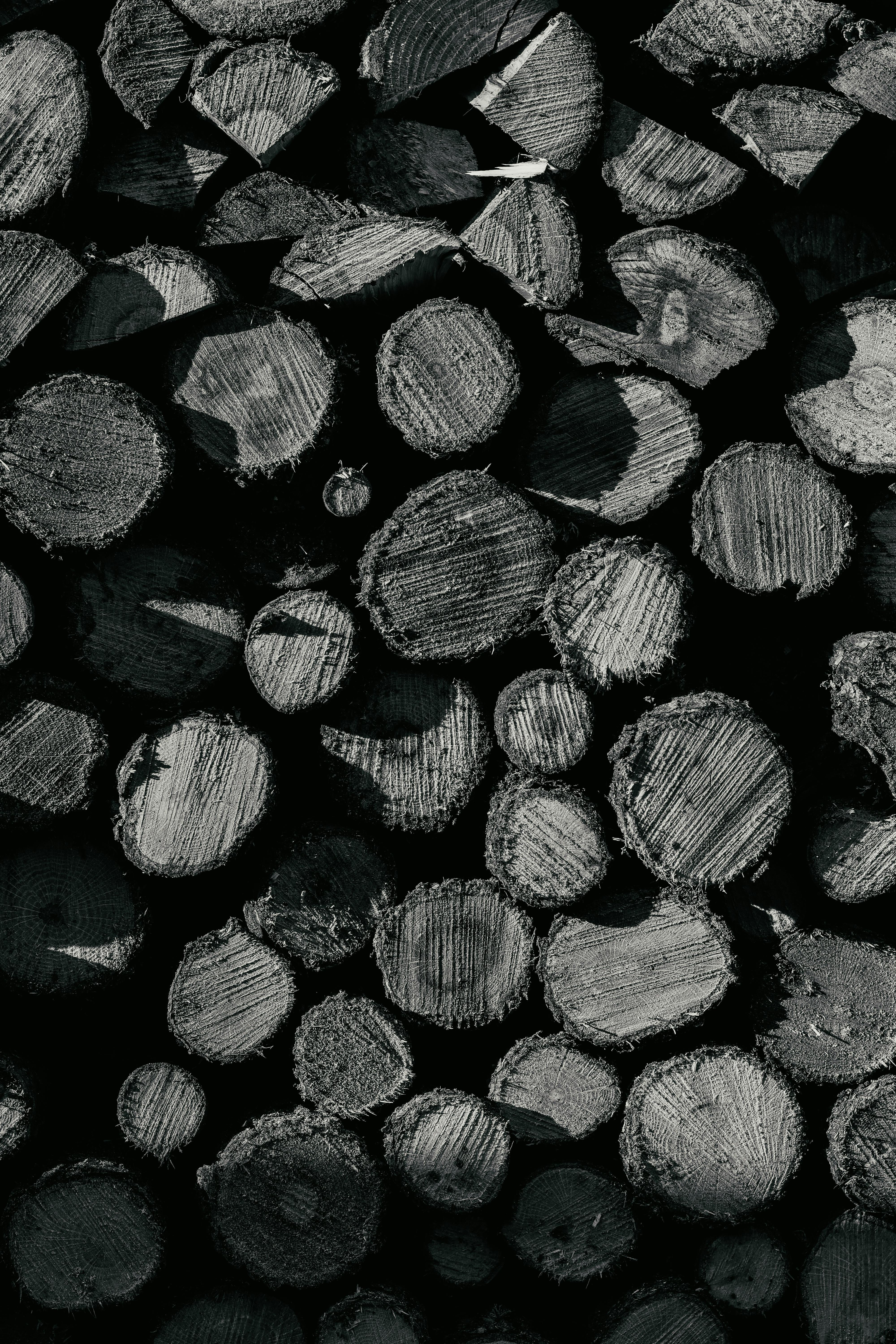 Brown Tree Log · Free Stock Photo