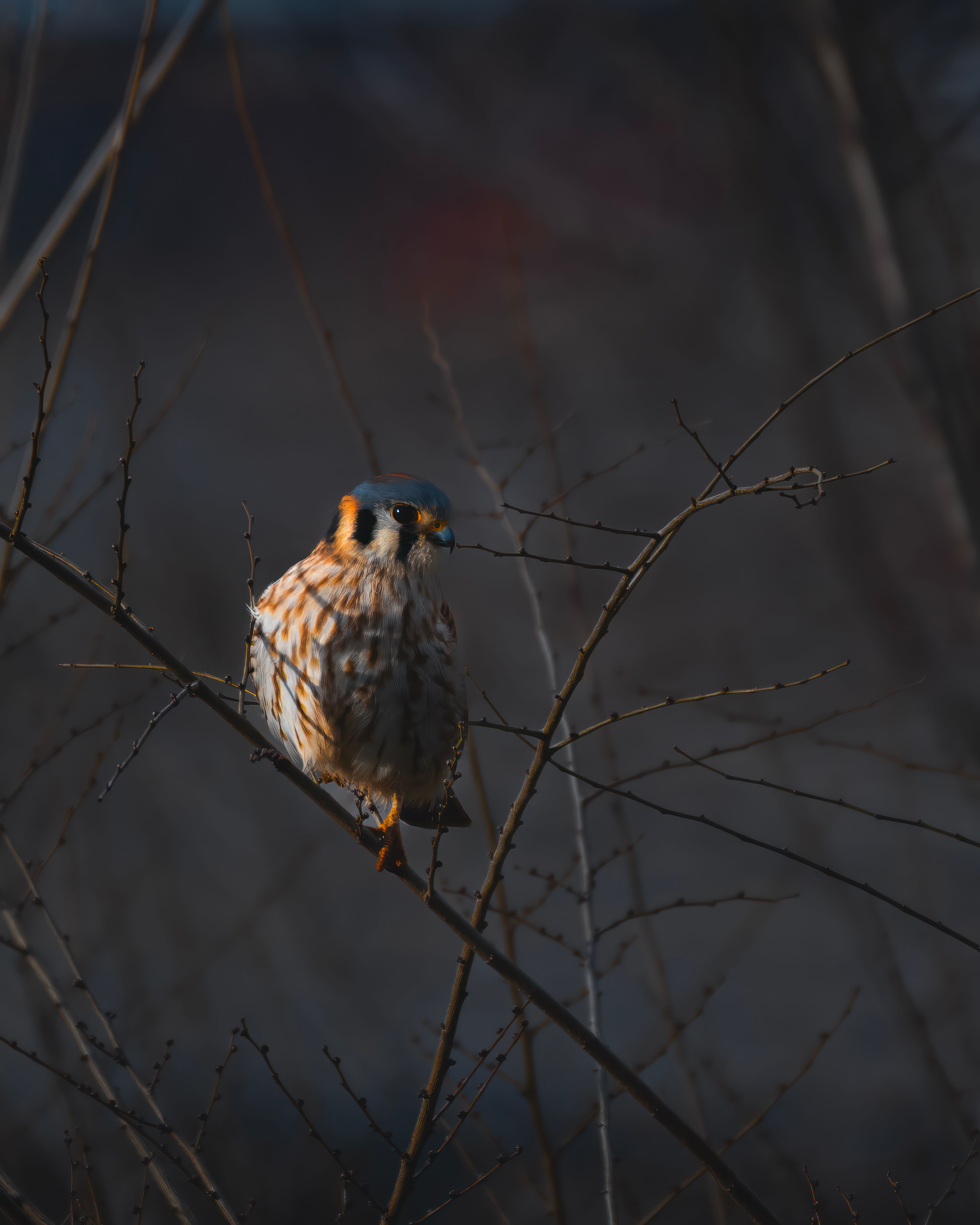The American Kestrel Perching on a Branch · Free Stock Photo