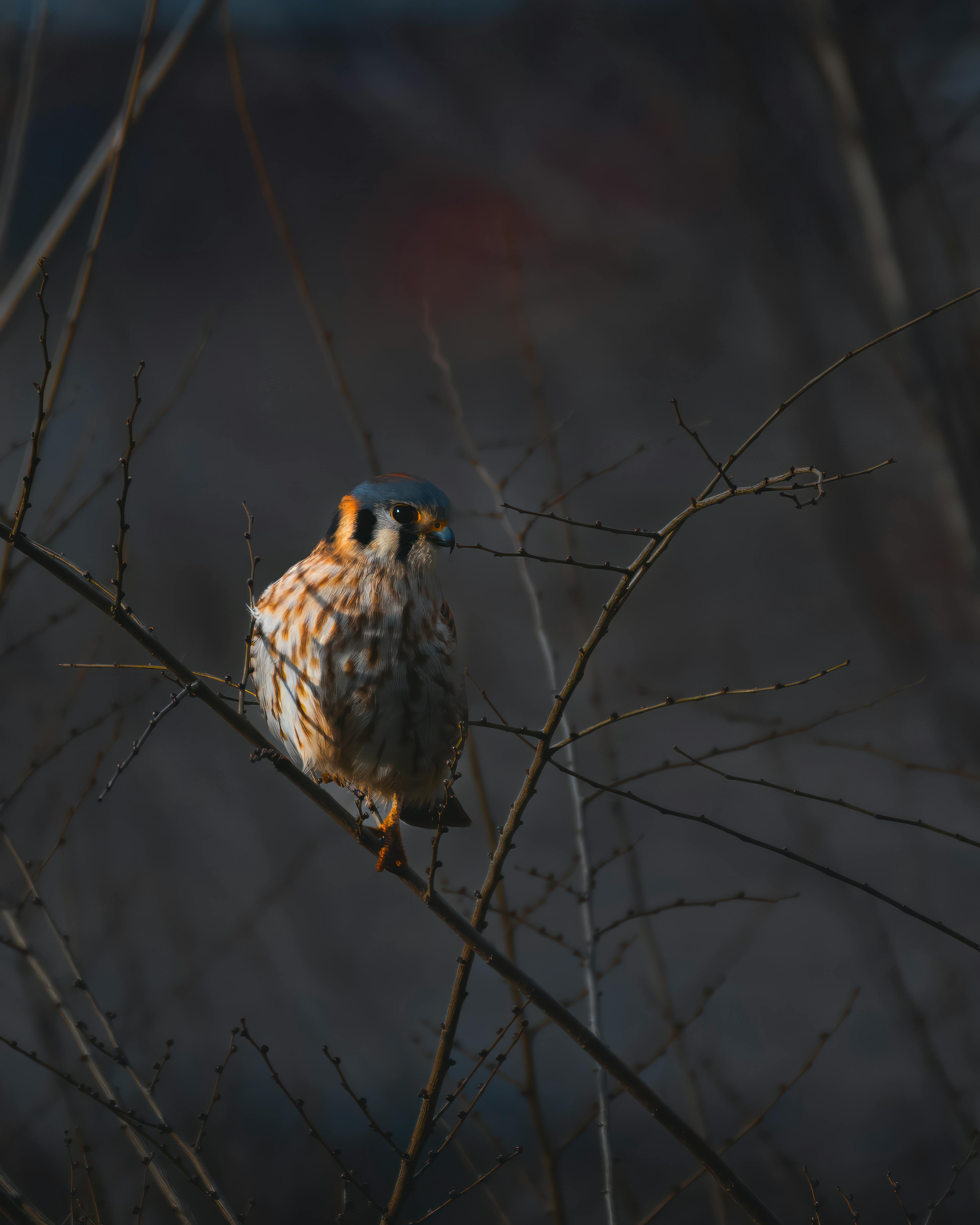 Little Falcon Photos, Download The BEST Free Little Falcon Stock Photos ...