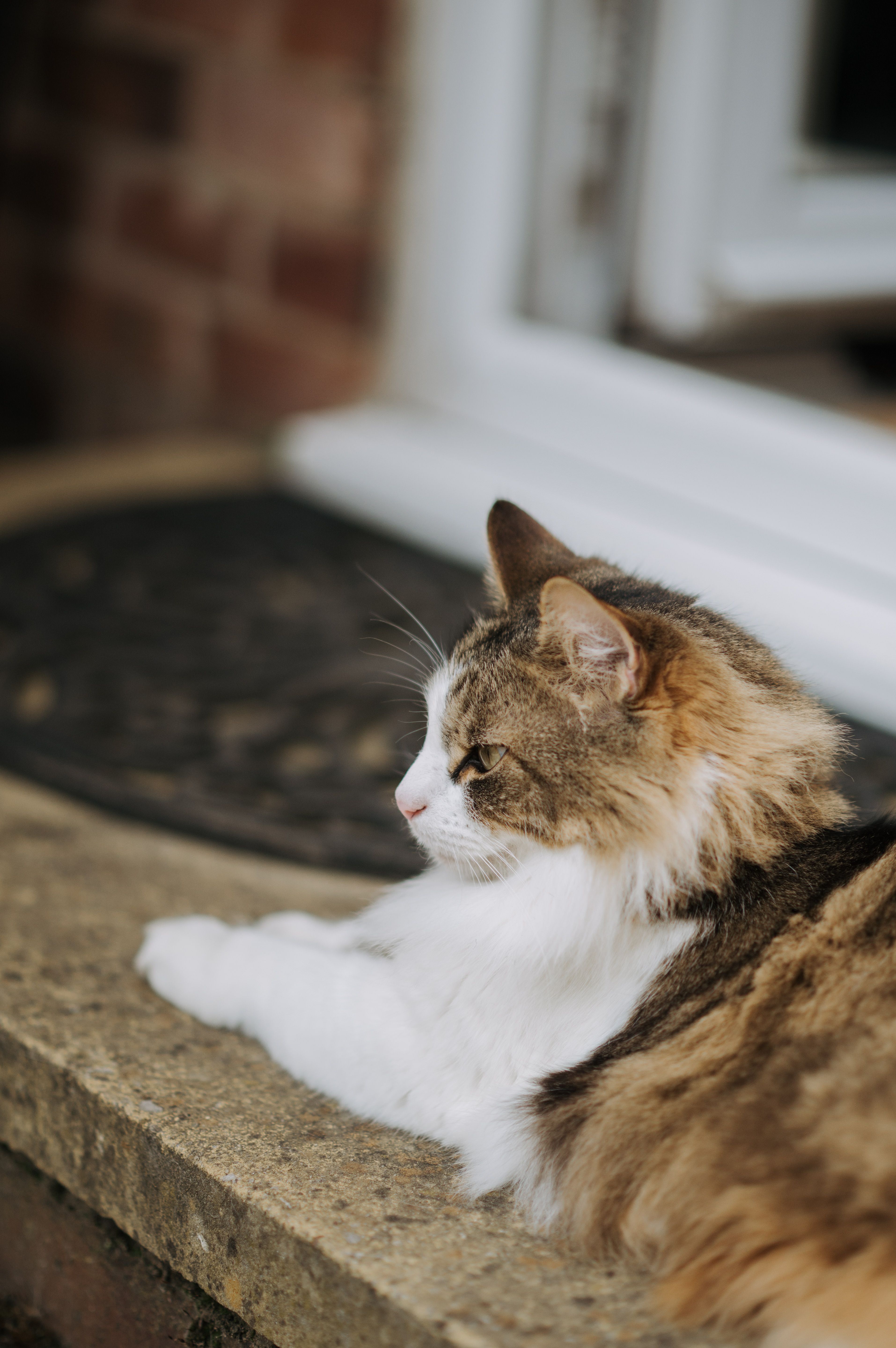 A cat laying on the steps outside of a house · Free Stock Photo