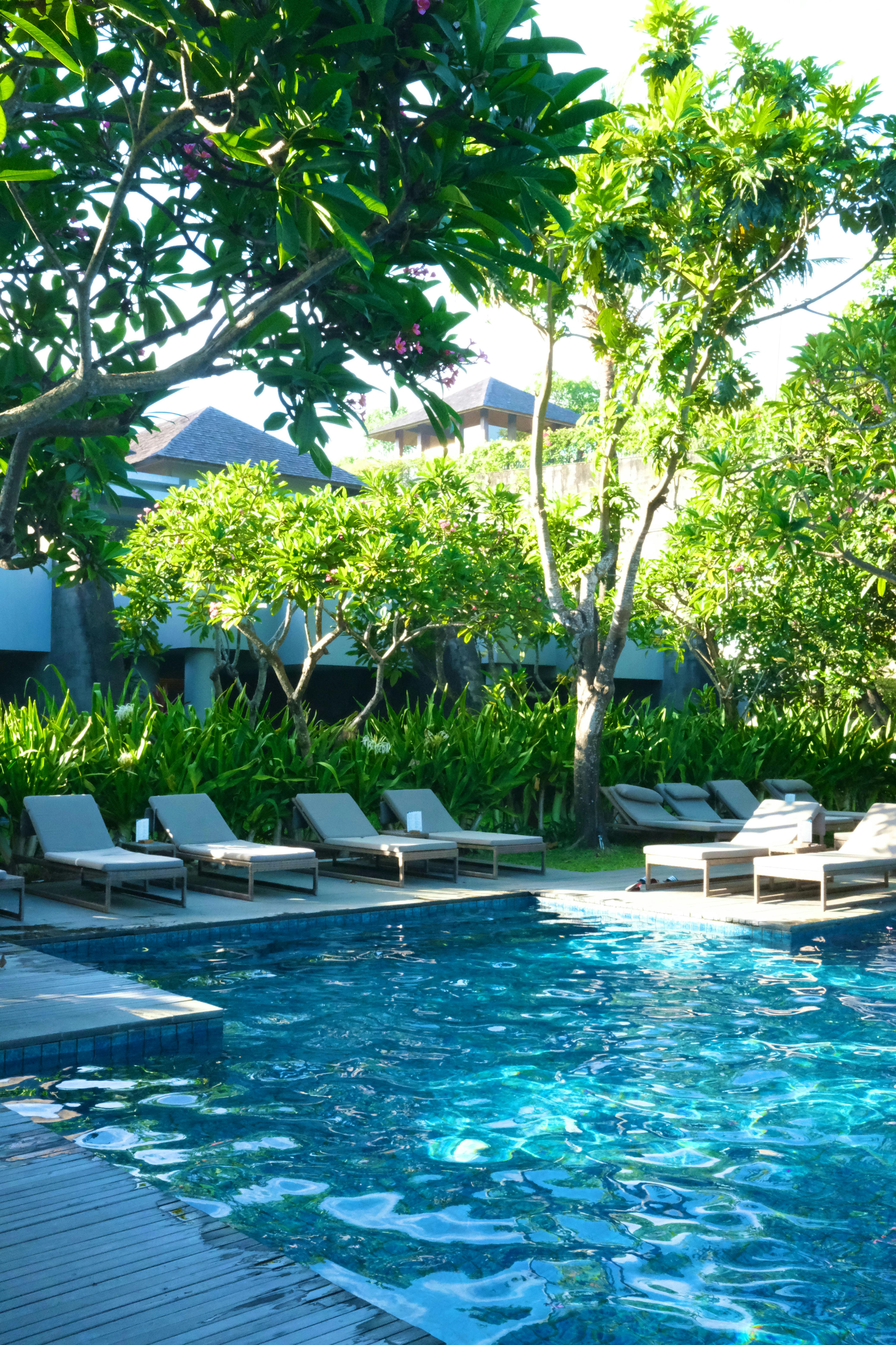 Trees around Swimming Pool · Free Stock Photo