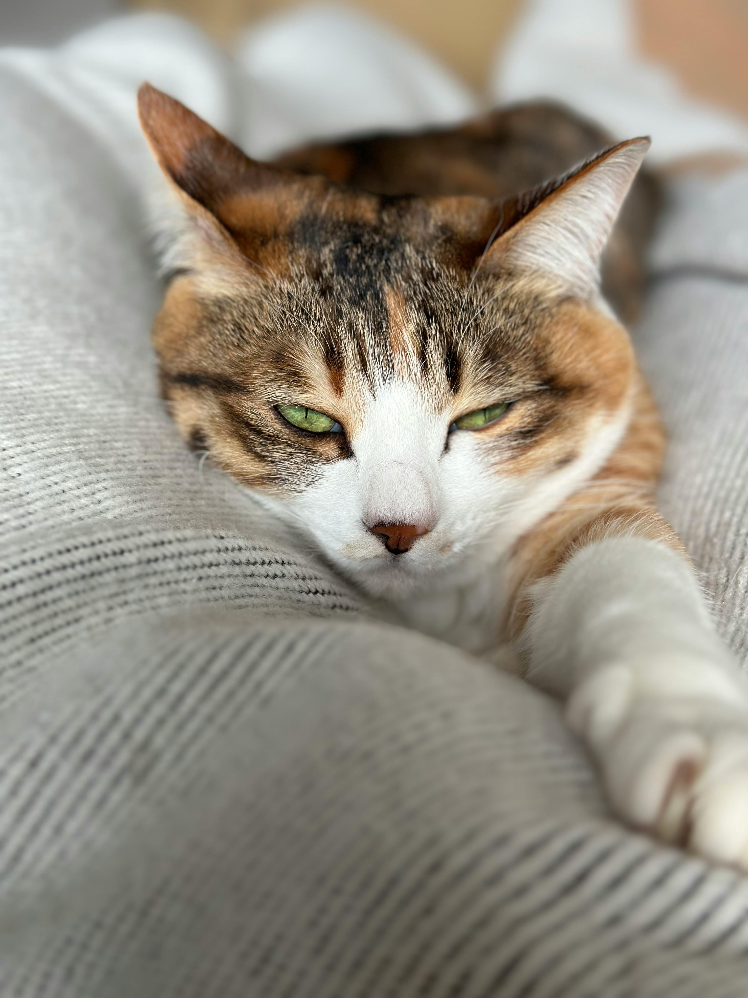 Cat Map Photos, Download The BEST Free Cat Map Stock Photos & HD Images