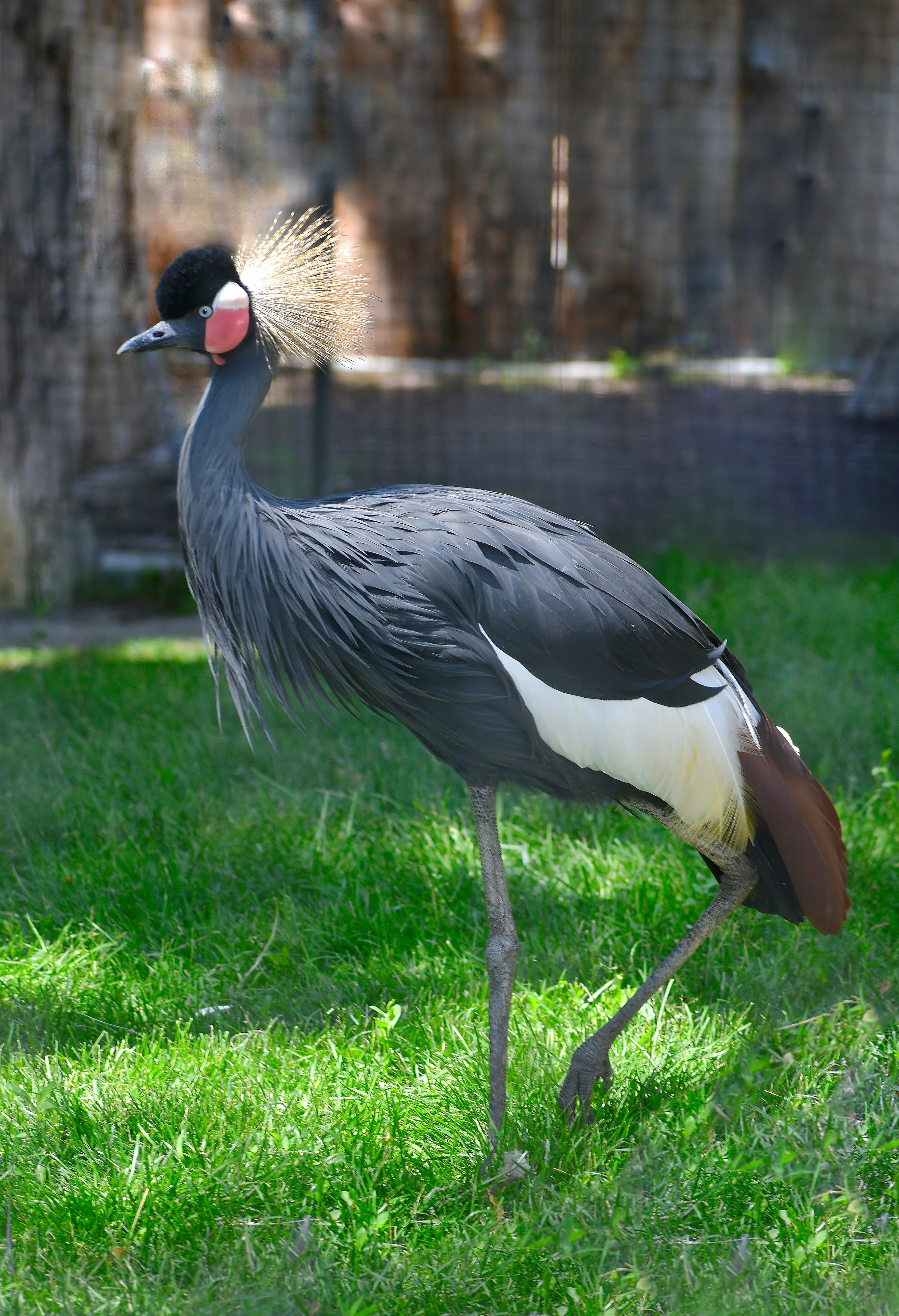 Grey Crowned Crane in ZOO · Free Stock Photo