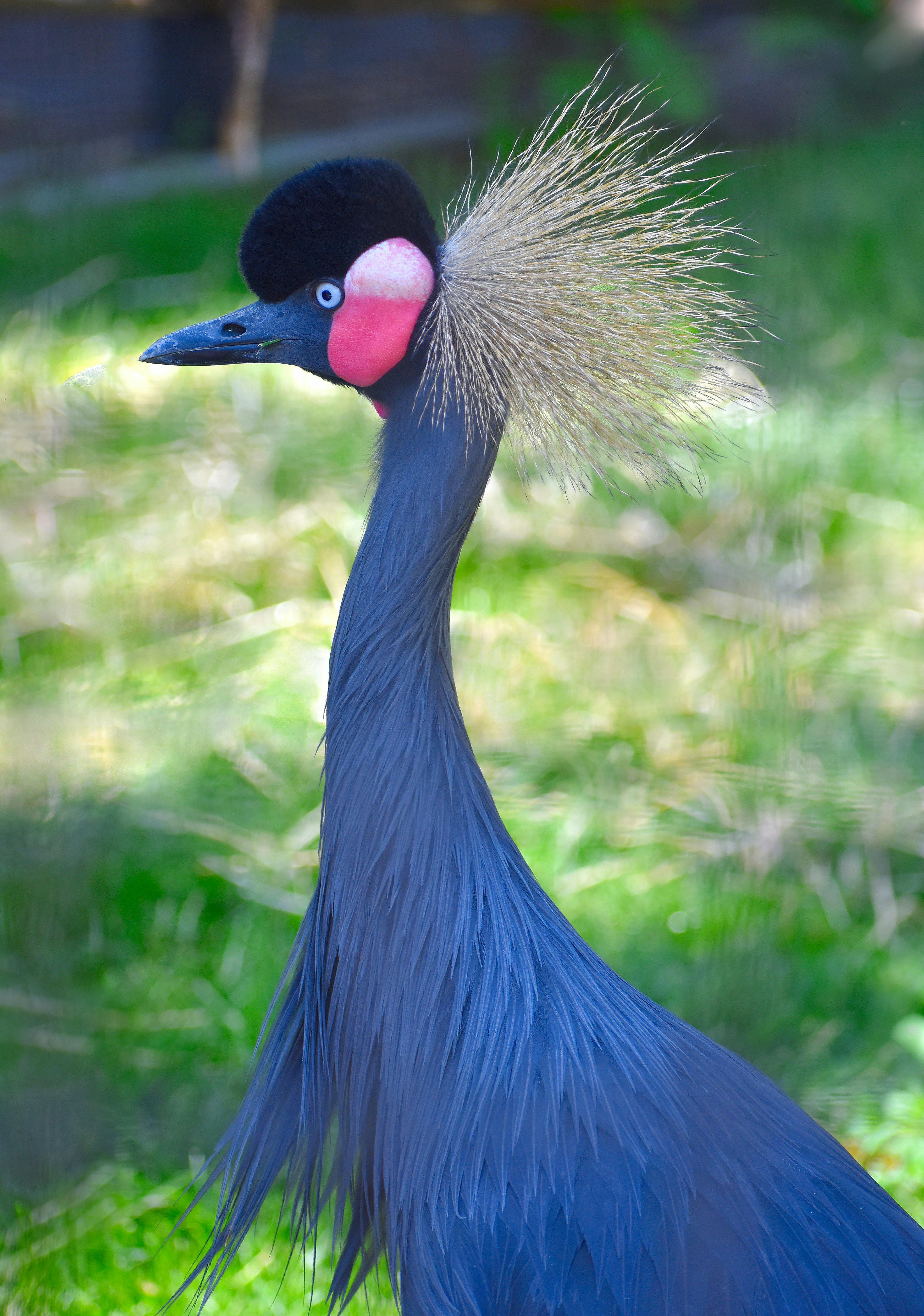 Imagine de stoc gratuită cu a închide, alb negru, anatomia păsărilor ...