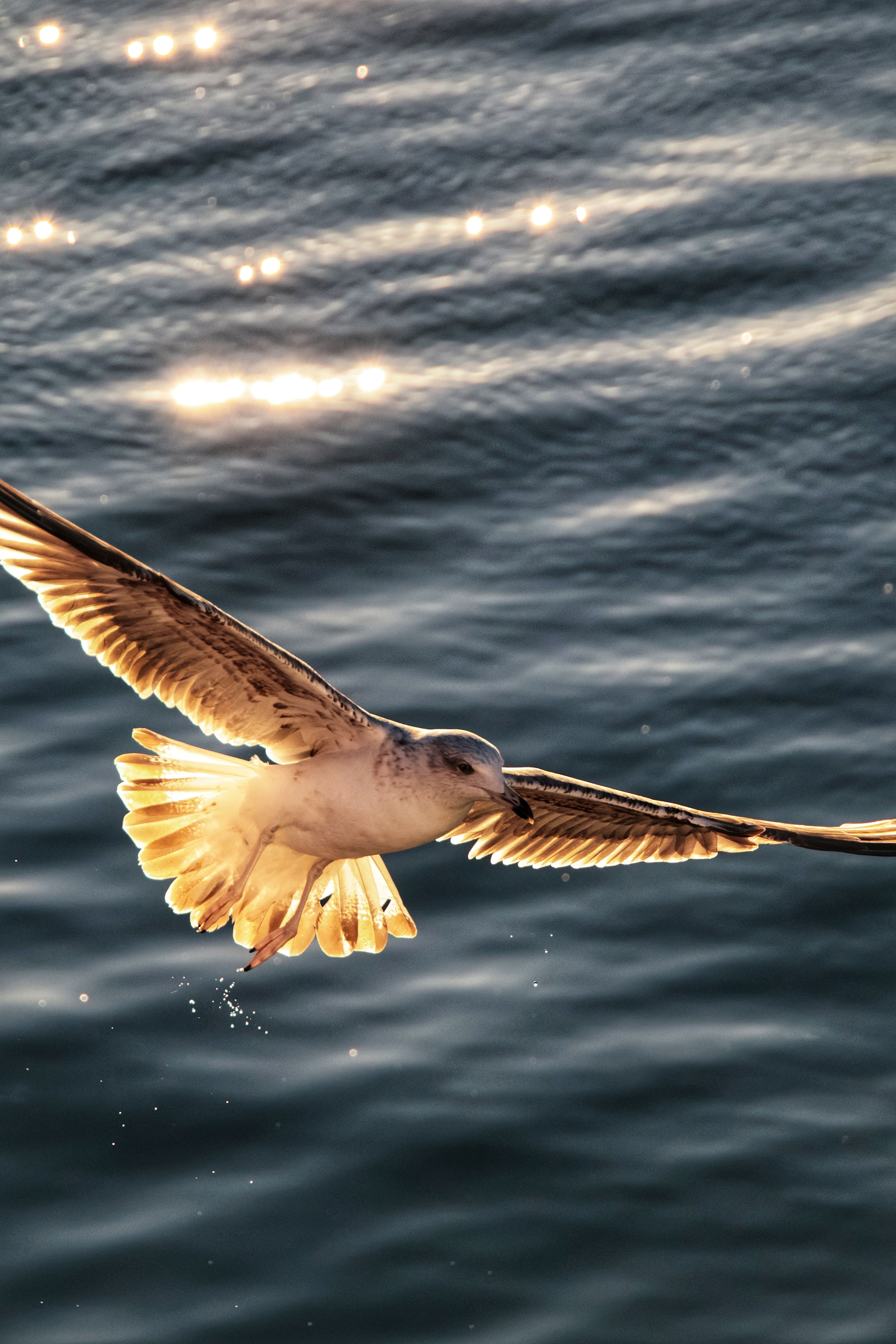 Seagull Flying over Water · Free Stock Photo