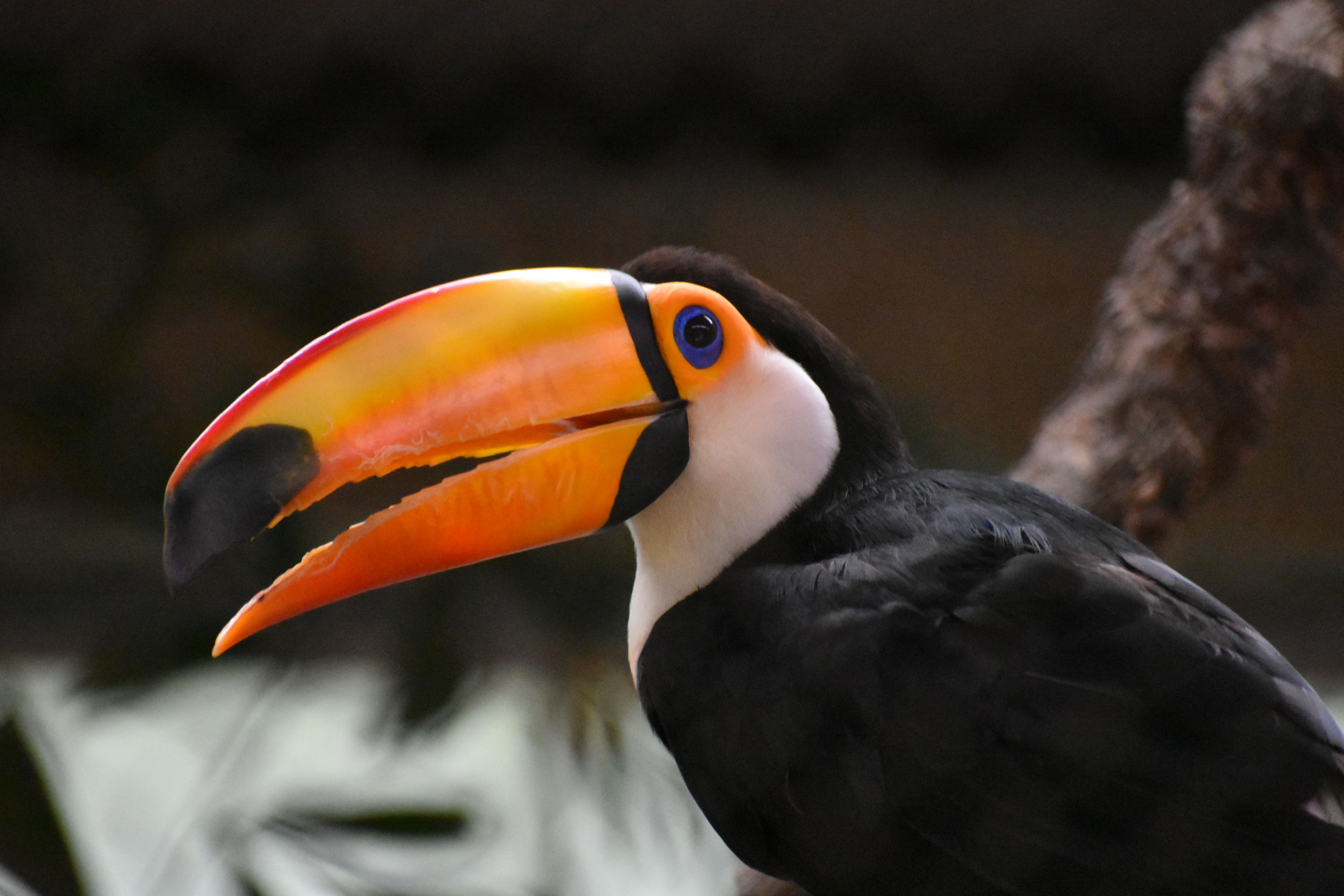 Close-up of a Toucan · Free Stock Photo