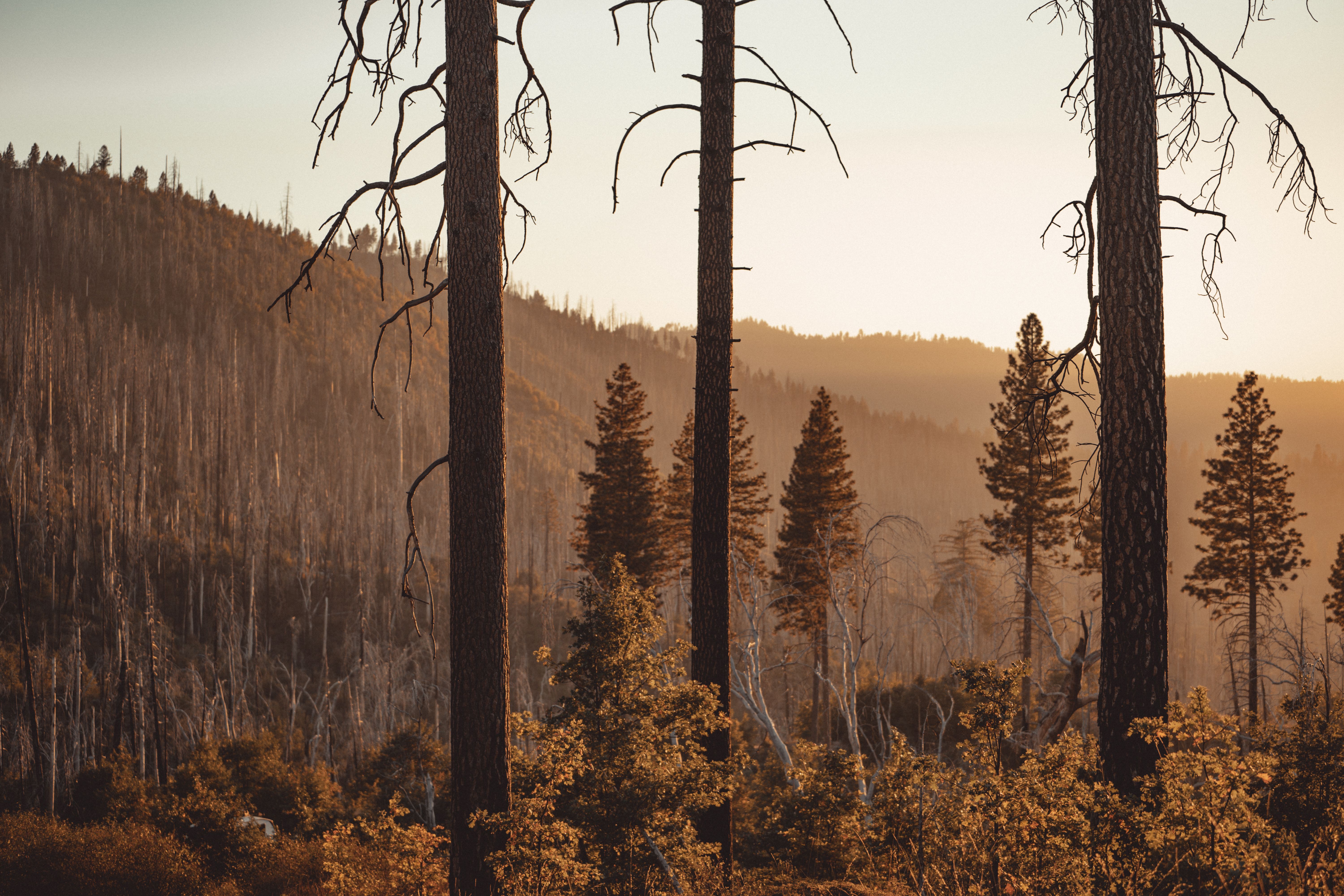 Tall Trees in Evergreen Forest · Free Stock Photo