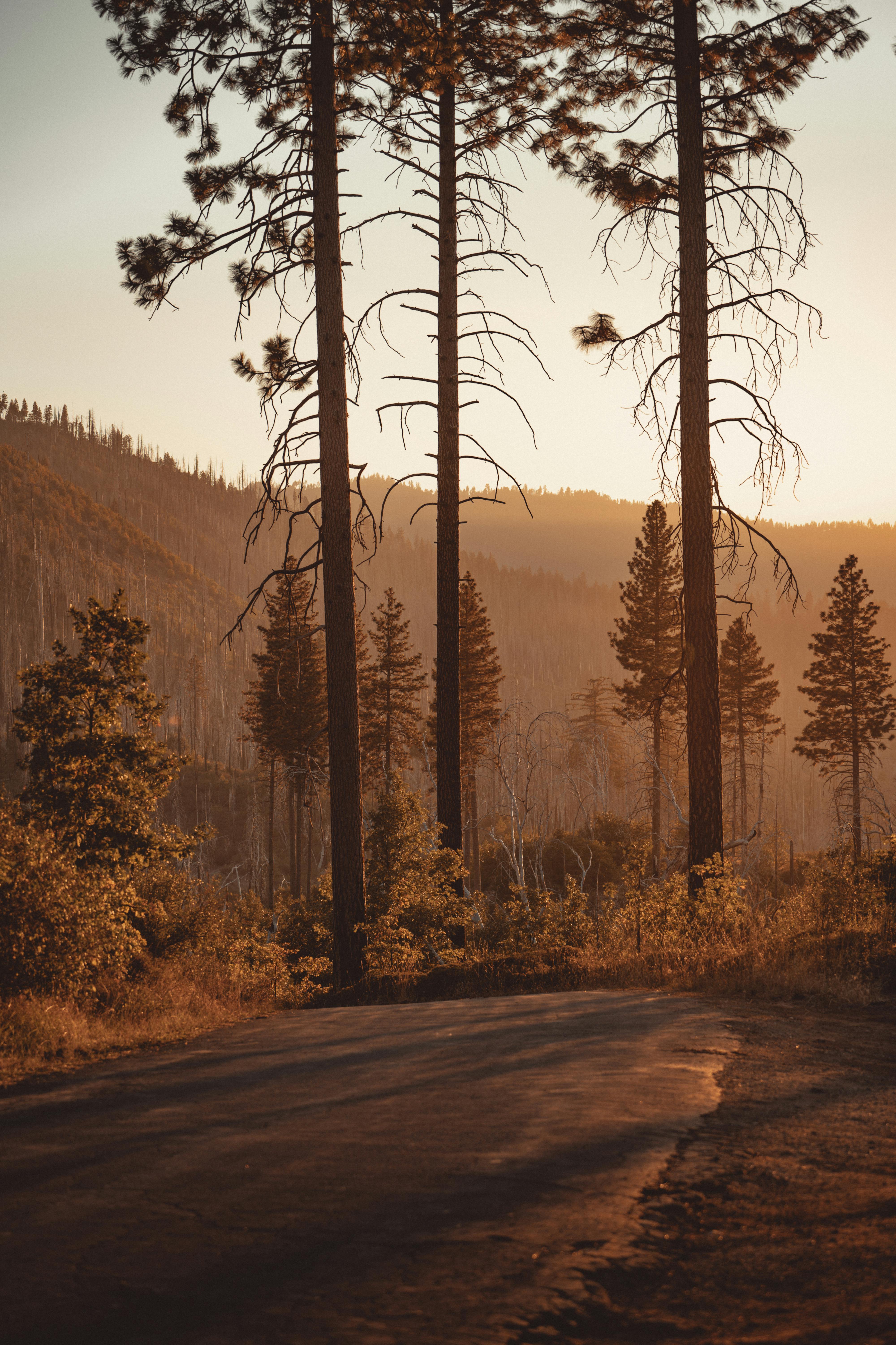 Tall, Evergreen Trees by Road at Sunset · Free Stock Photo