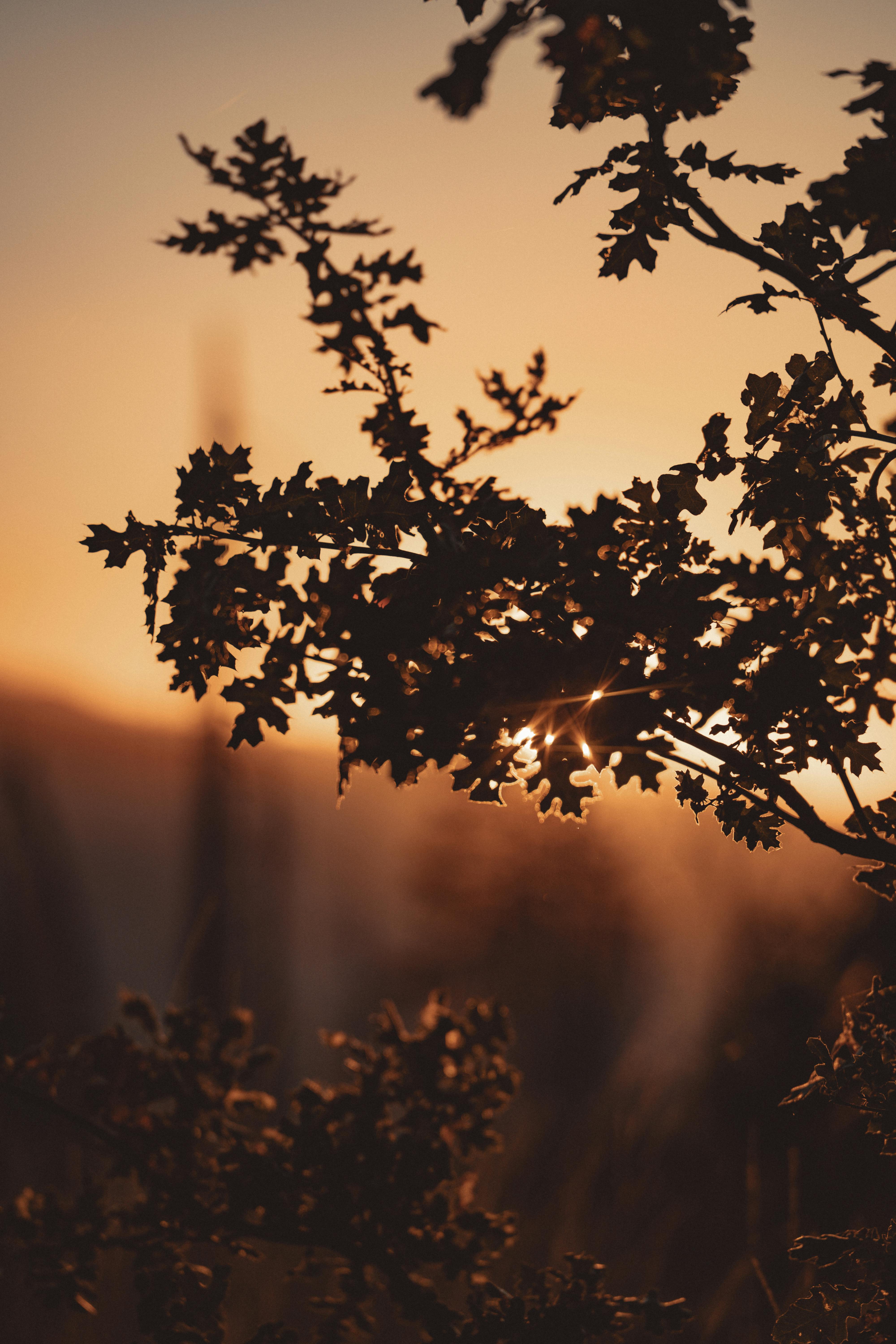 A sunset with a tree in the foreground · Free Stock Photo
