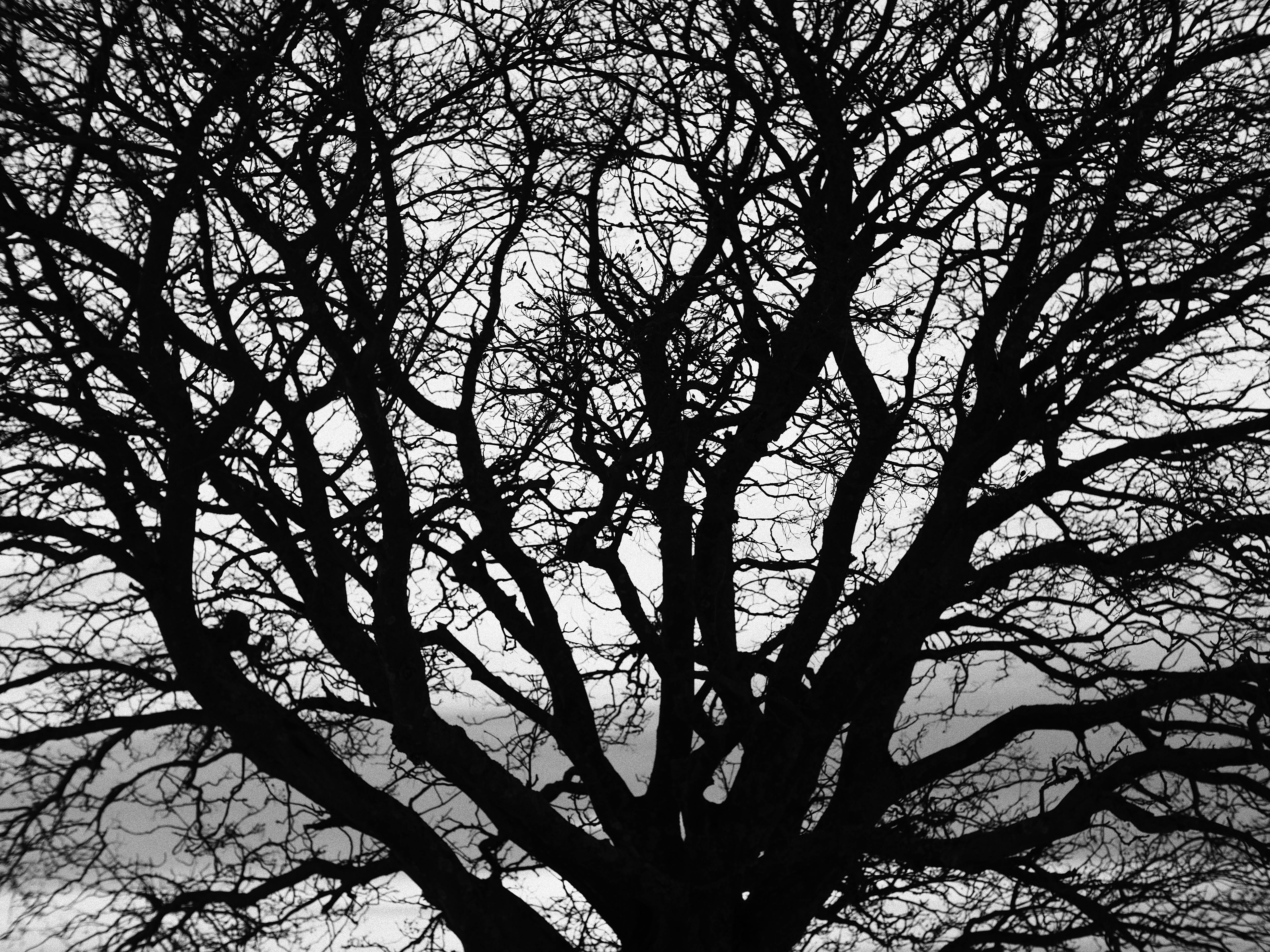 Leonid Danilov - 摄影