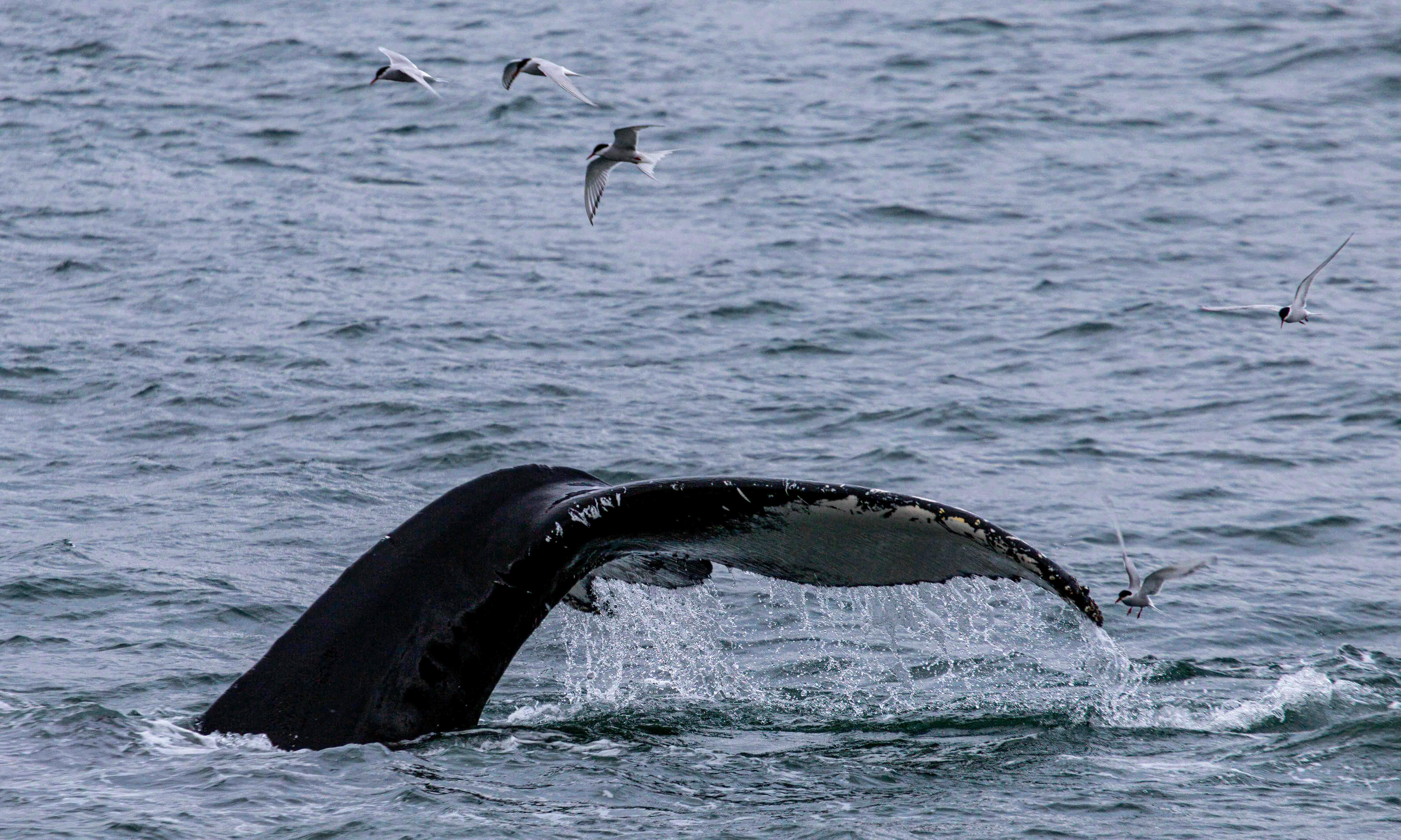 Orca Tail above Water Surface · Free Stock Photo