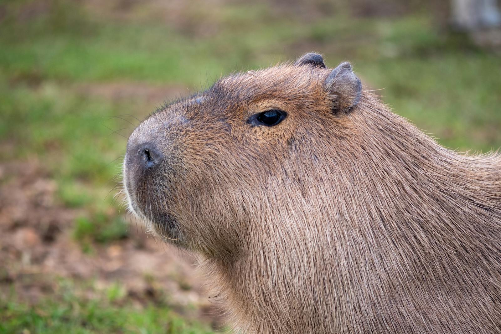 Cute Capybara Photos, Download The BEST Free Cute Capybara Stock Photos ...