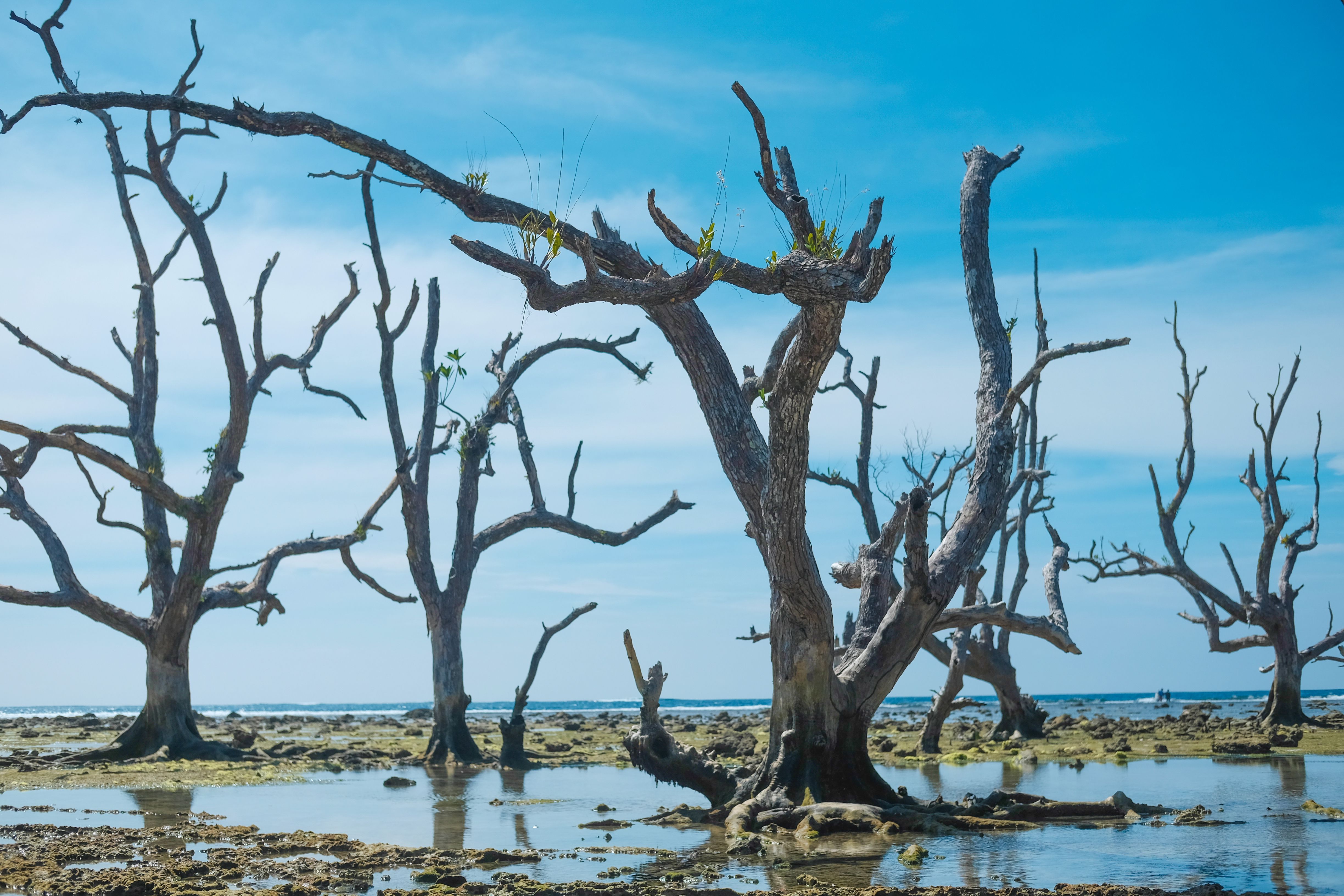 Barren Trees in Seaside · Free Stock Photo