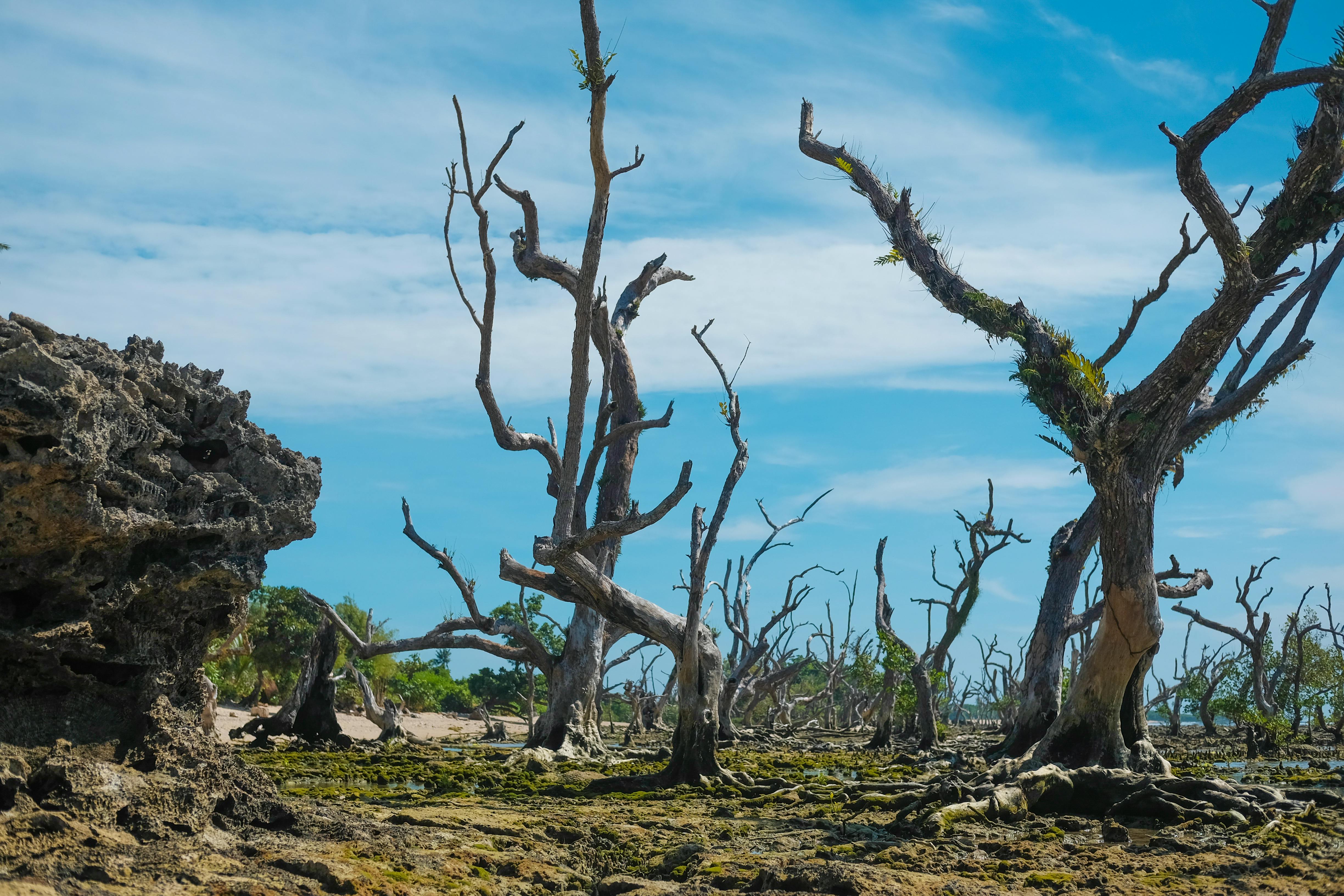 Withered Trees against Blue Sky · Free Stock Photo