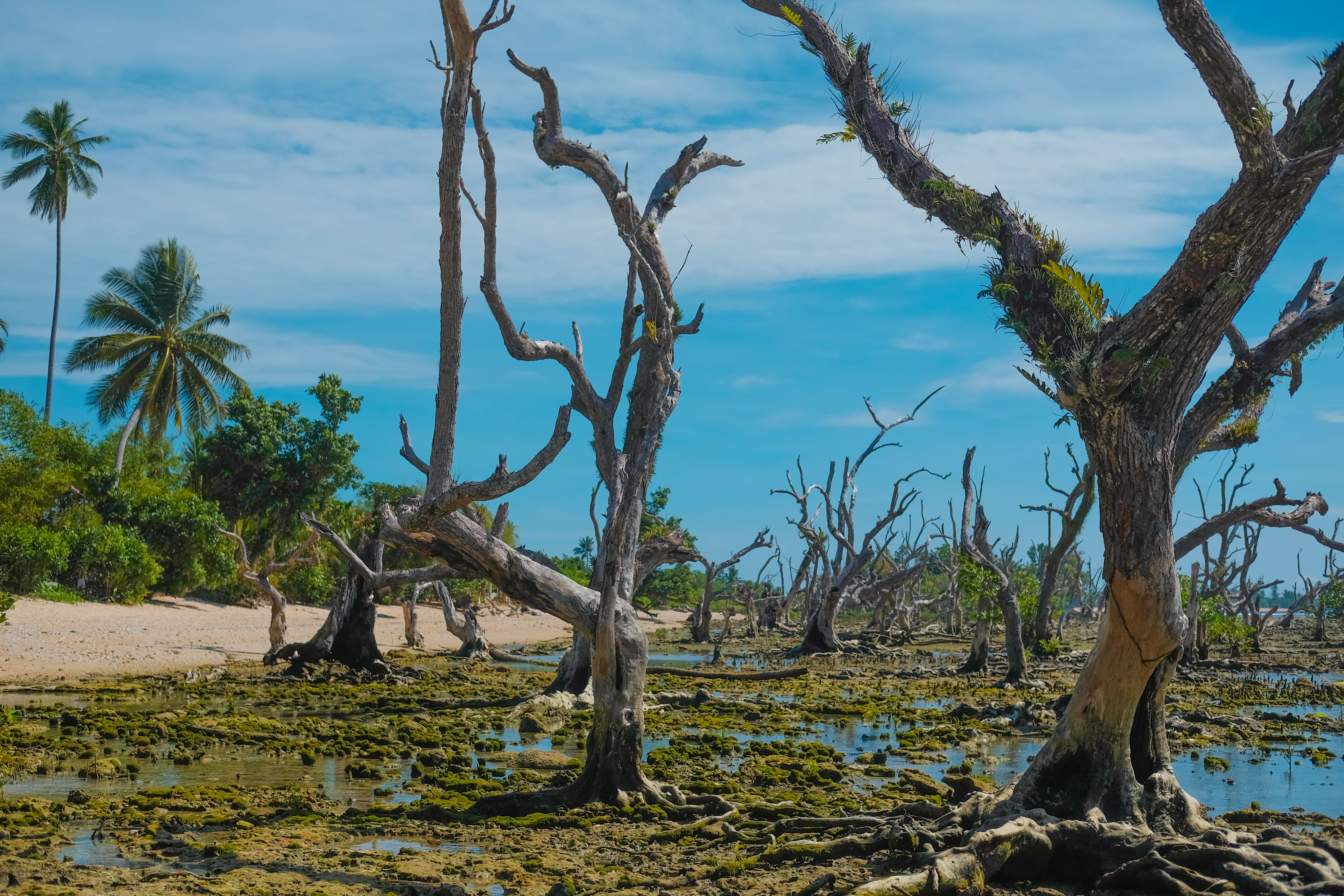 Barren Trees on Exotic Island · Free Stock Photo