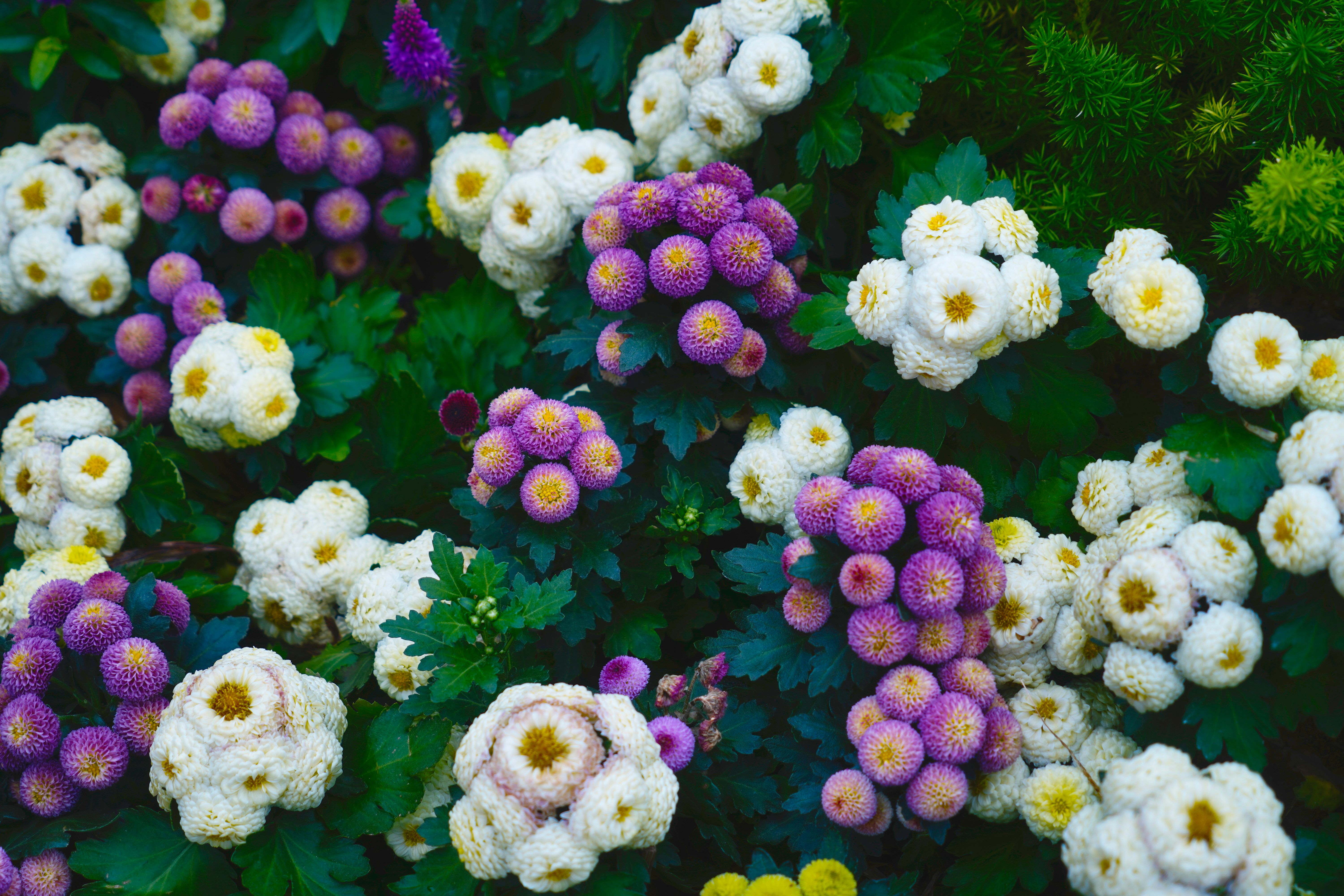 Chrysanthemums Flowers in Overhead View · Free Stock Photo