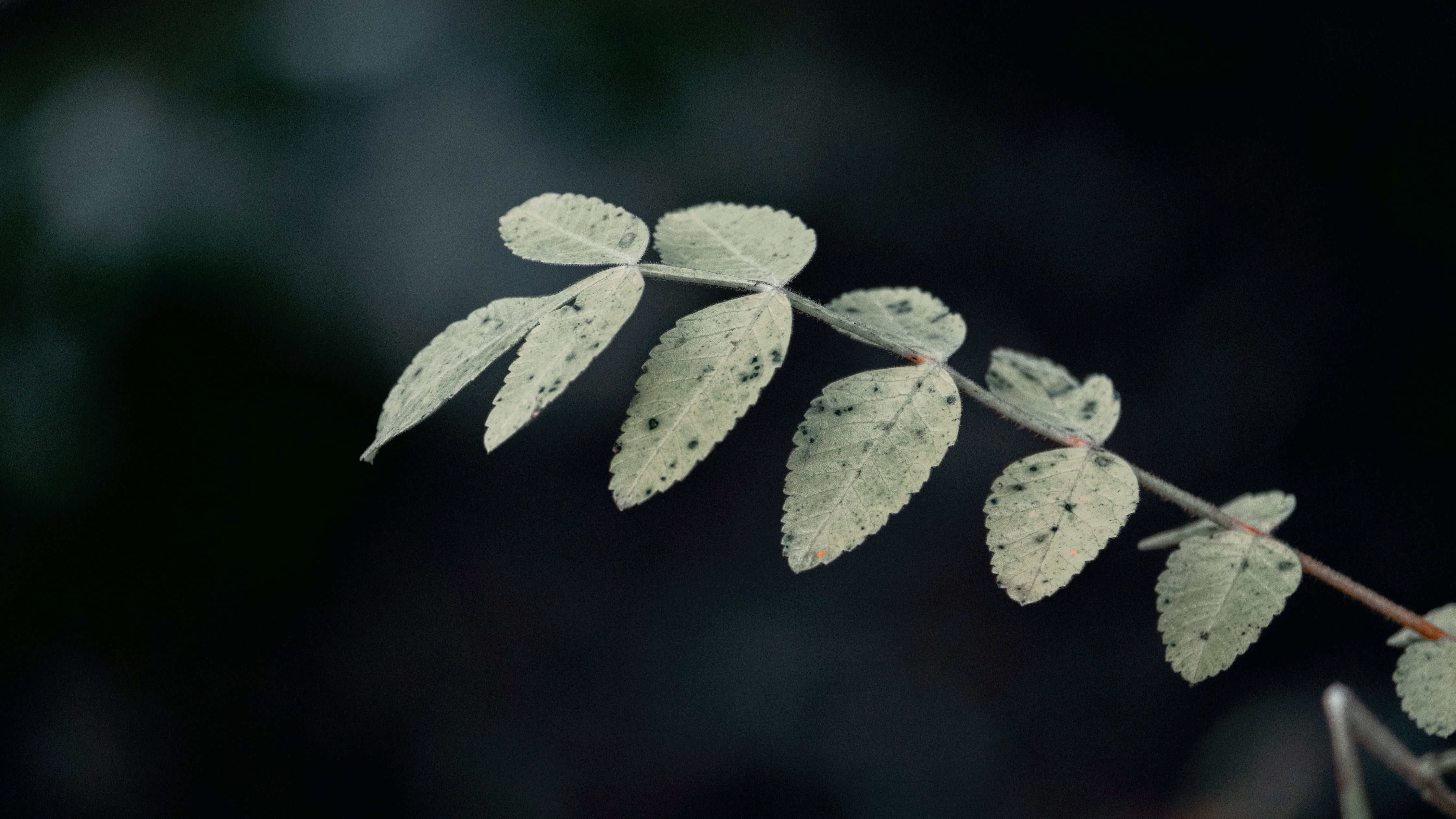 Close-up of a Tree · Free Stock Photo