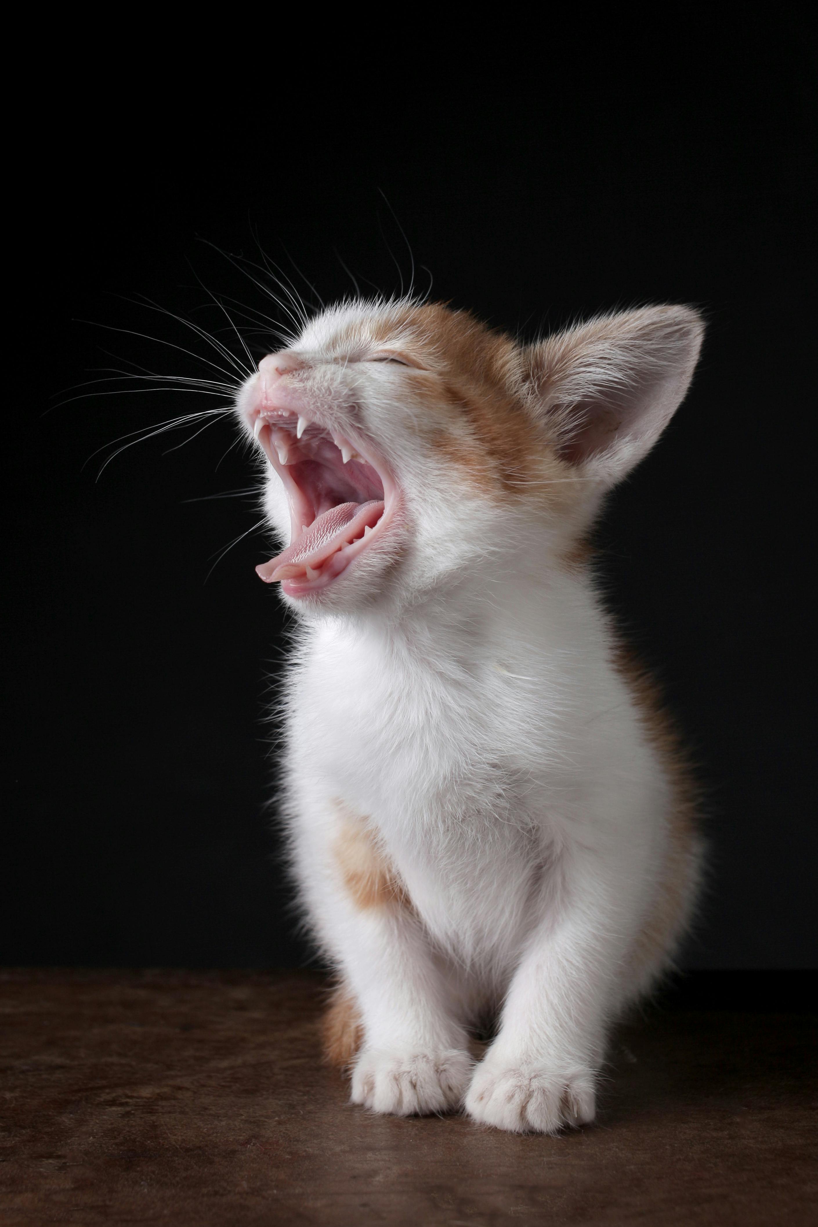 Yawning Photos, Download The BEST Free Yawning Stock Photos & HD Images