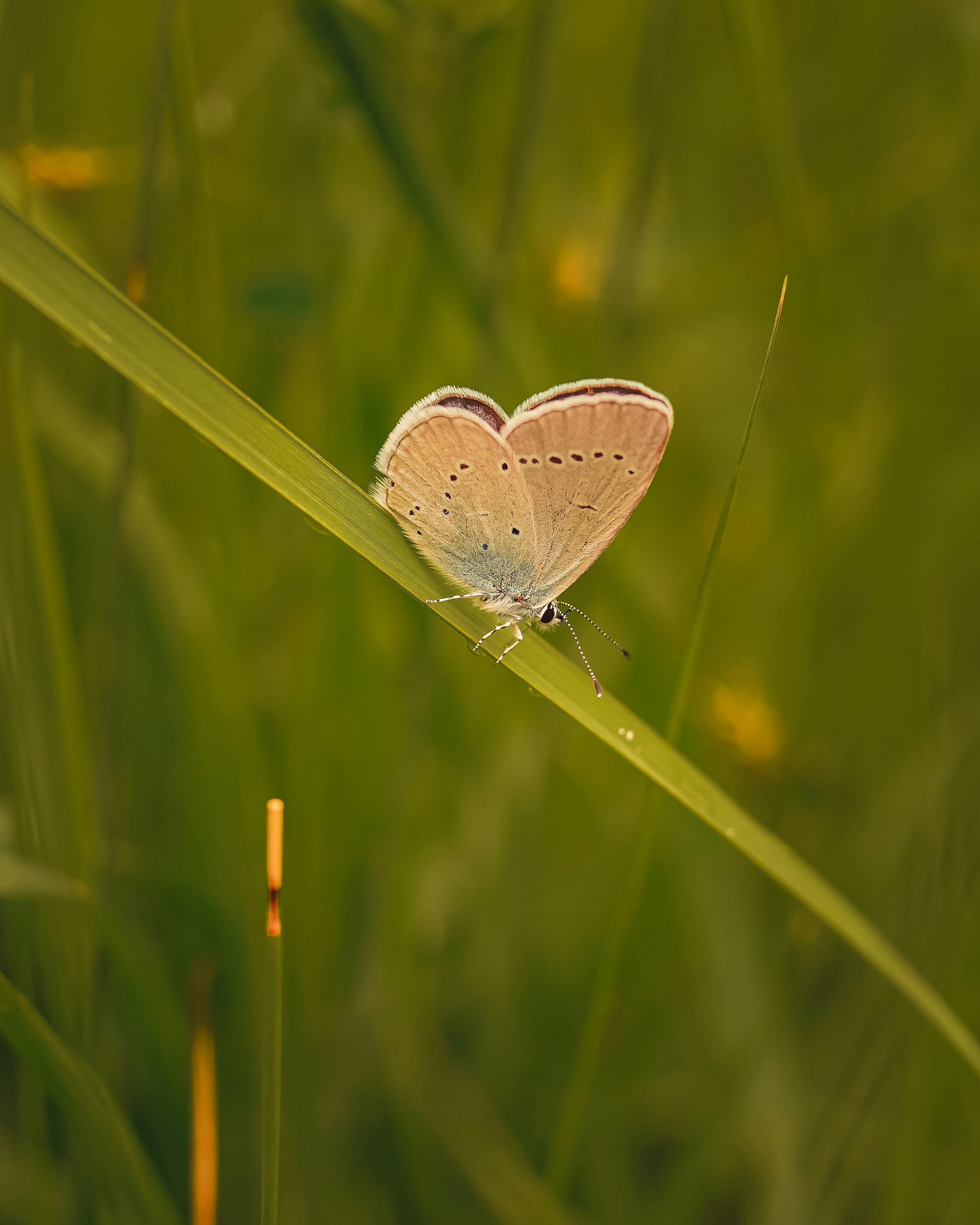 Butterfly Shadowbox Photos, Download The BEST Free Butterfly Shadowbox ...